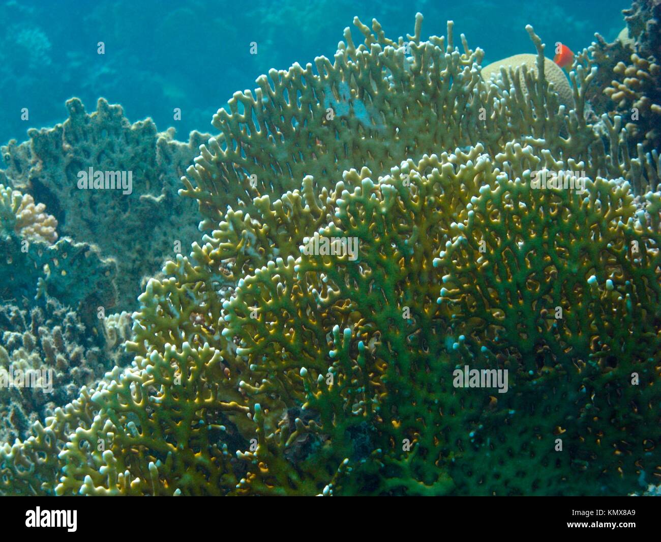 Dahab egypt hi-res stock photography and images - Alamy