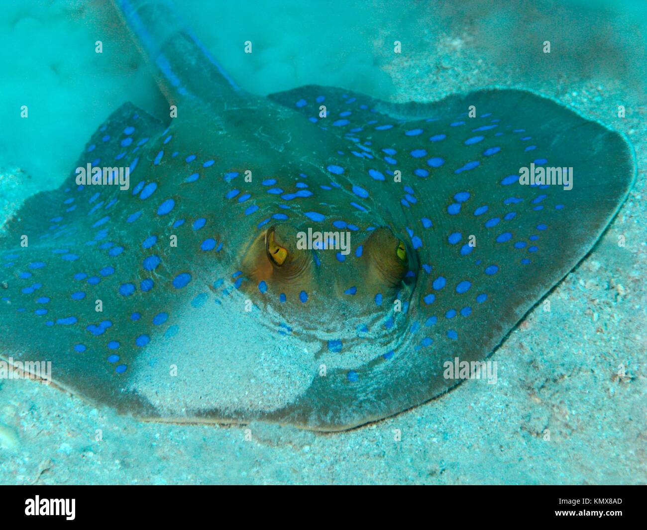 Stingray ocean hi-res stock photography and images - Alamy