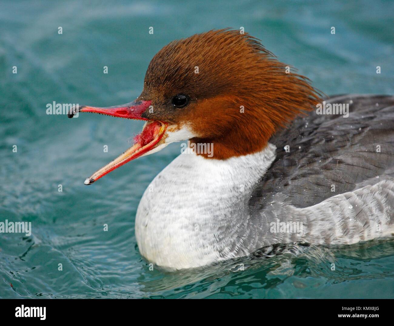 Female Goosander High Resolution Stock Photography and Images - Alamy