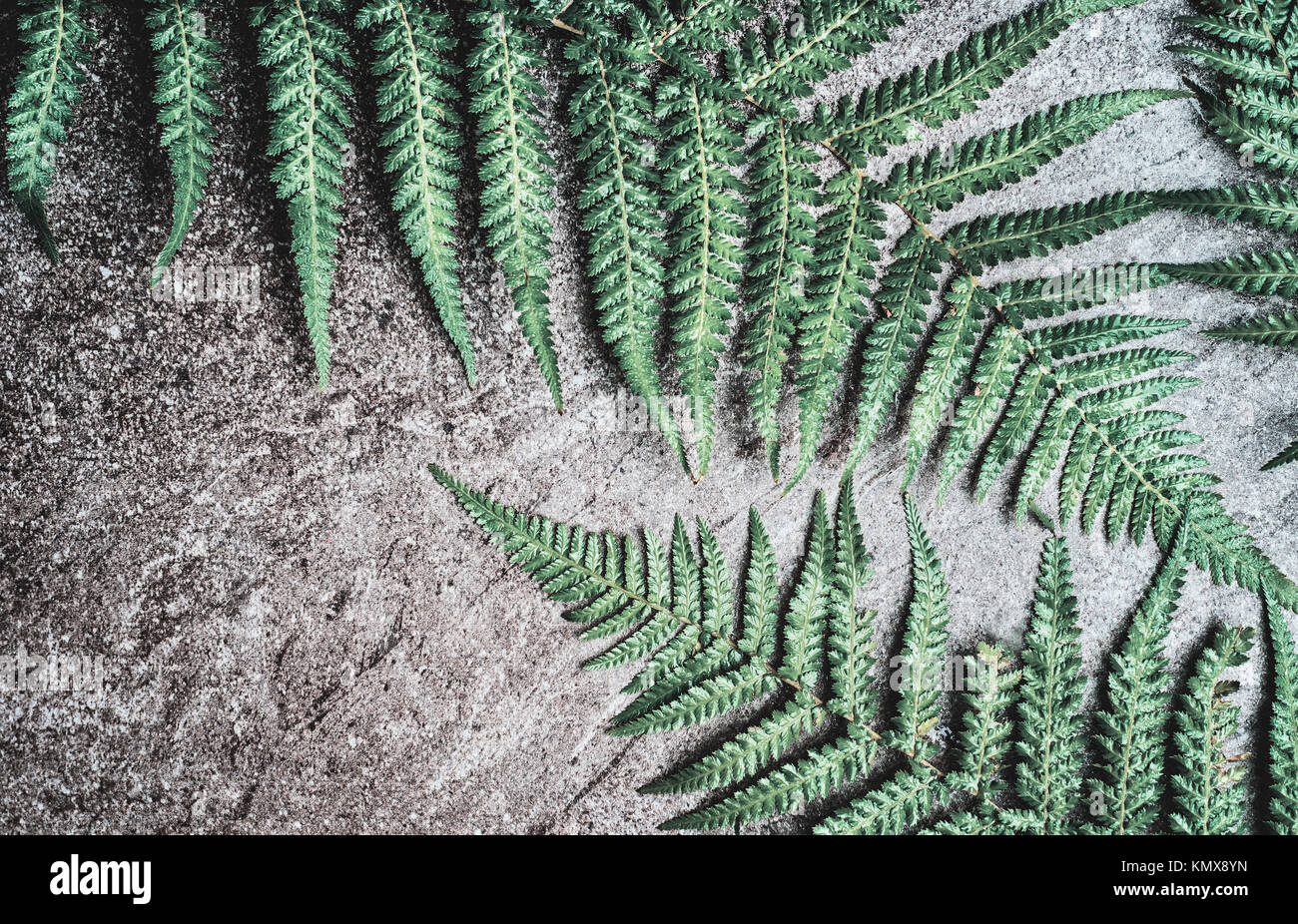 Fern leaves on gray concrete background, place for text Stock Photo - Alamy