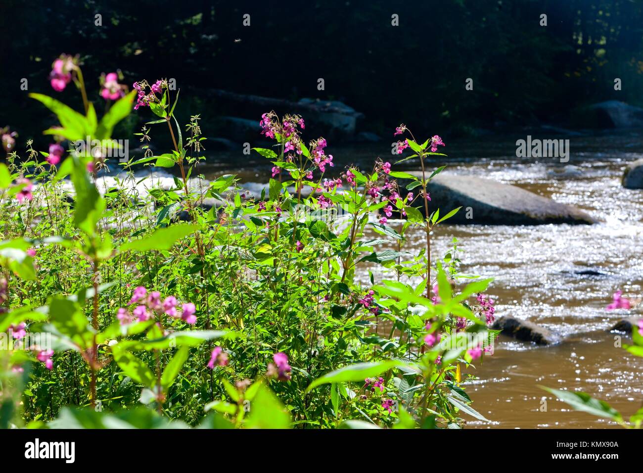 Sazava River Stock Photos & Sazava River Stock Images - Alamy