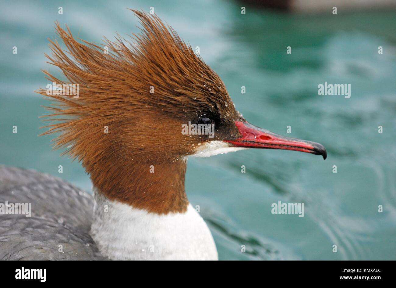 Female Goosander High Resolution Stock Photography and Images - Alamy