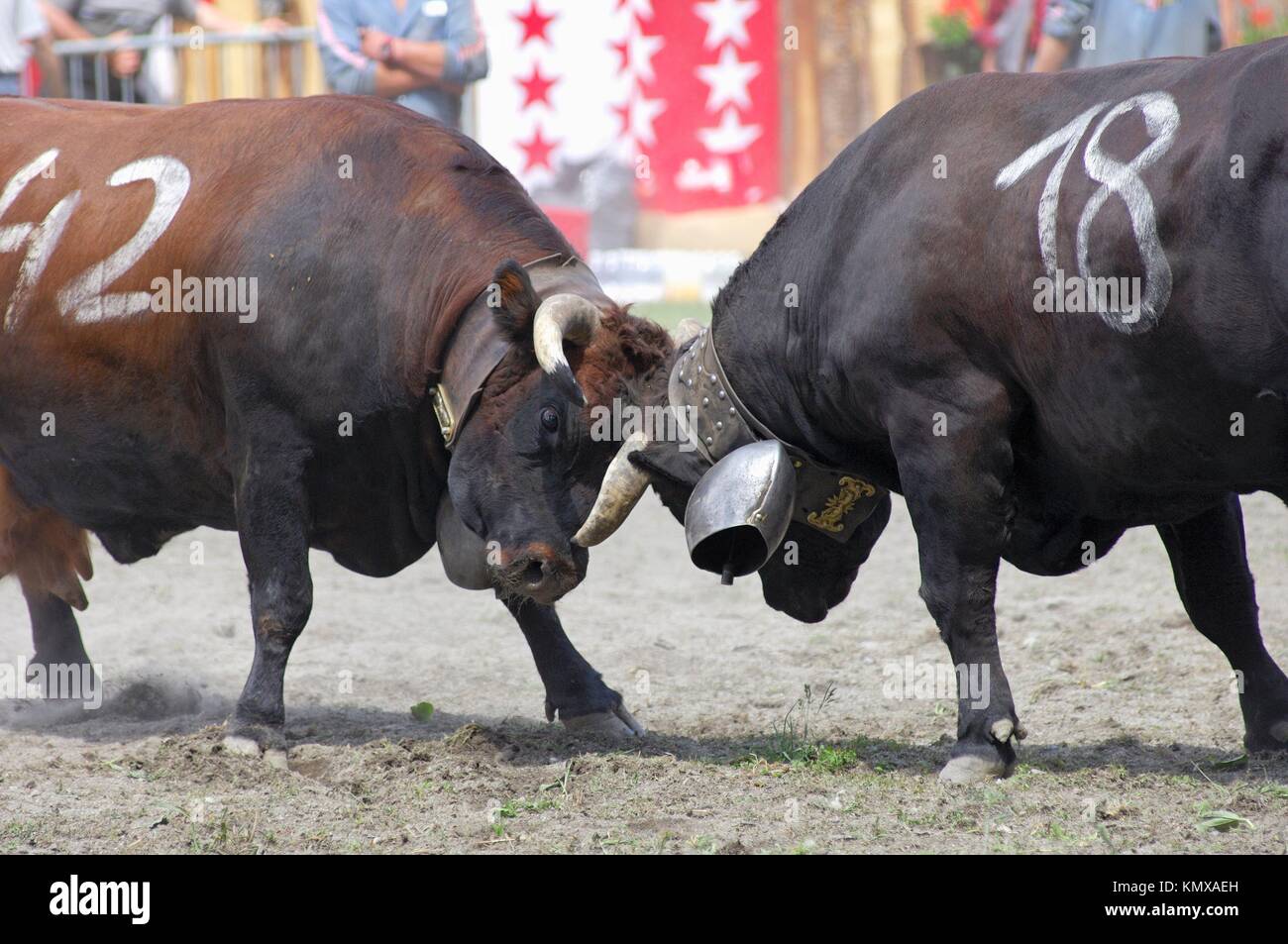Herens fighting cow hi-res stock photography and images - Alamy