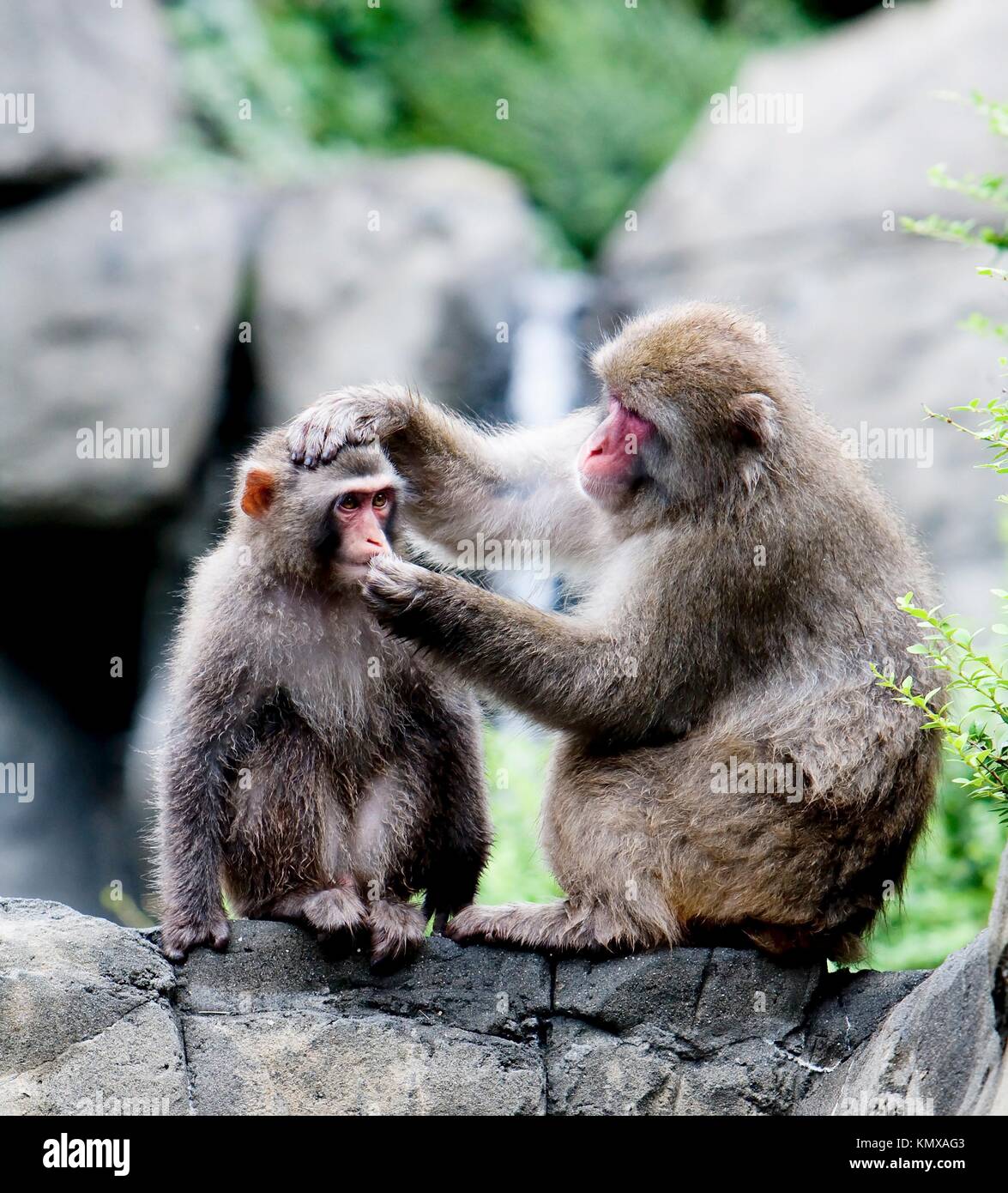 Two Monkeys In Love Drawing