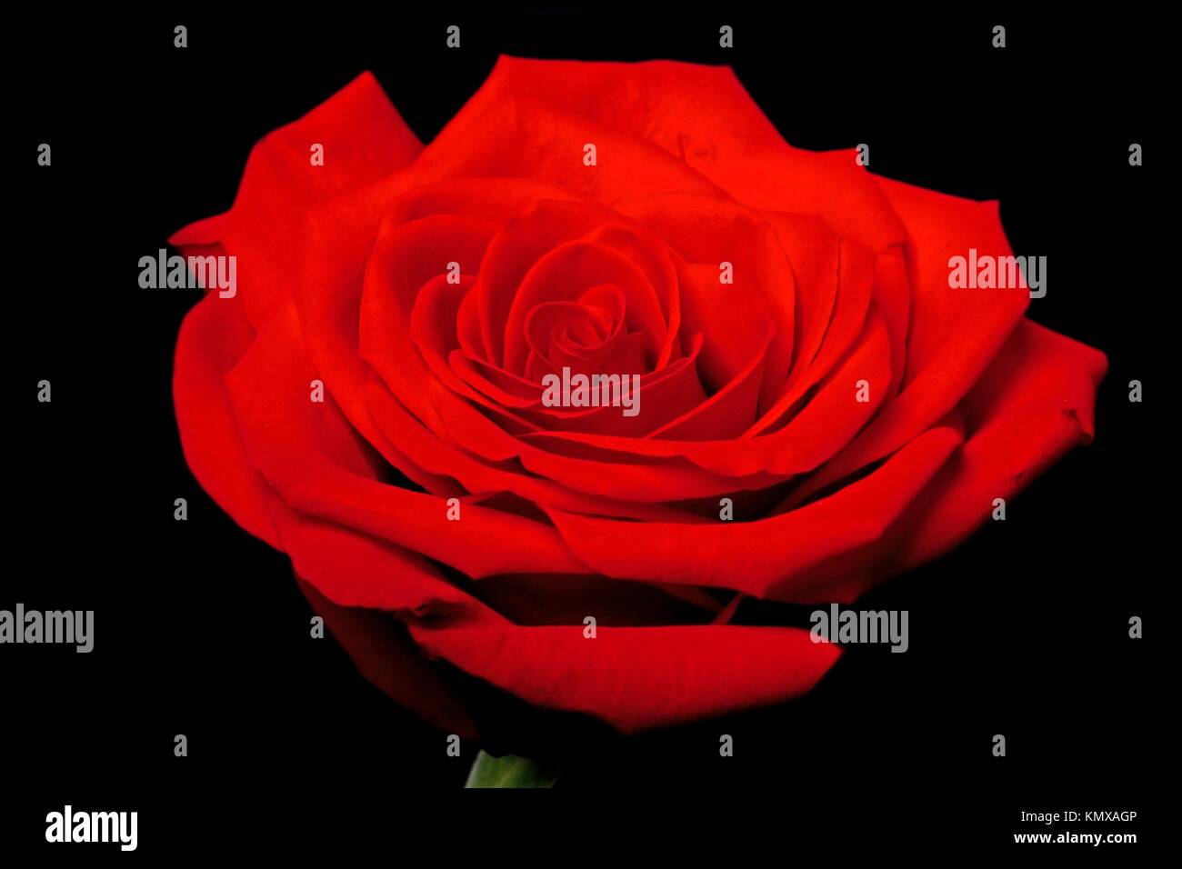 Close up of a rose flower with some parts blurry and others sharp ...