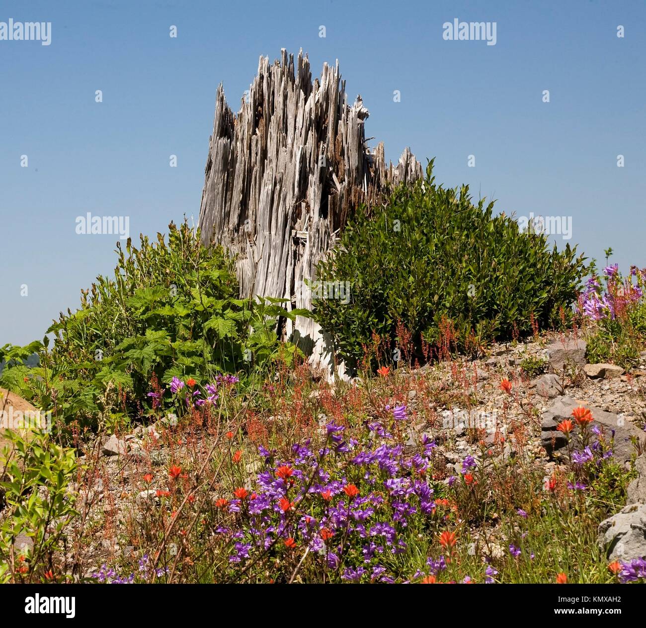 Indian wildflower hi-res stock photography and images - Alamy
