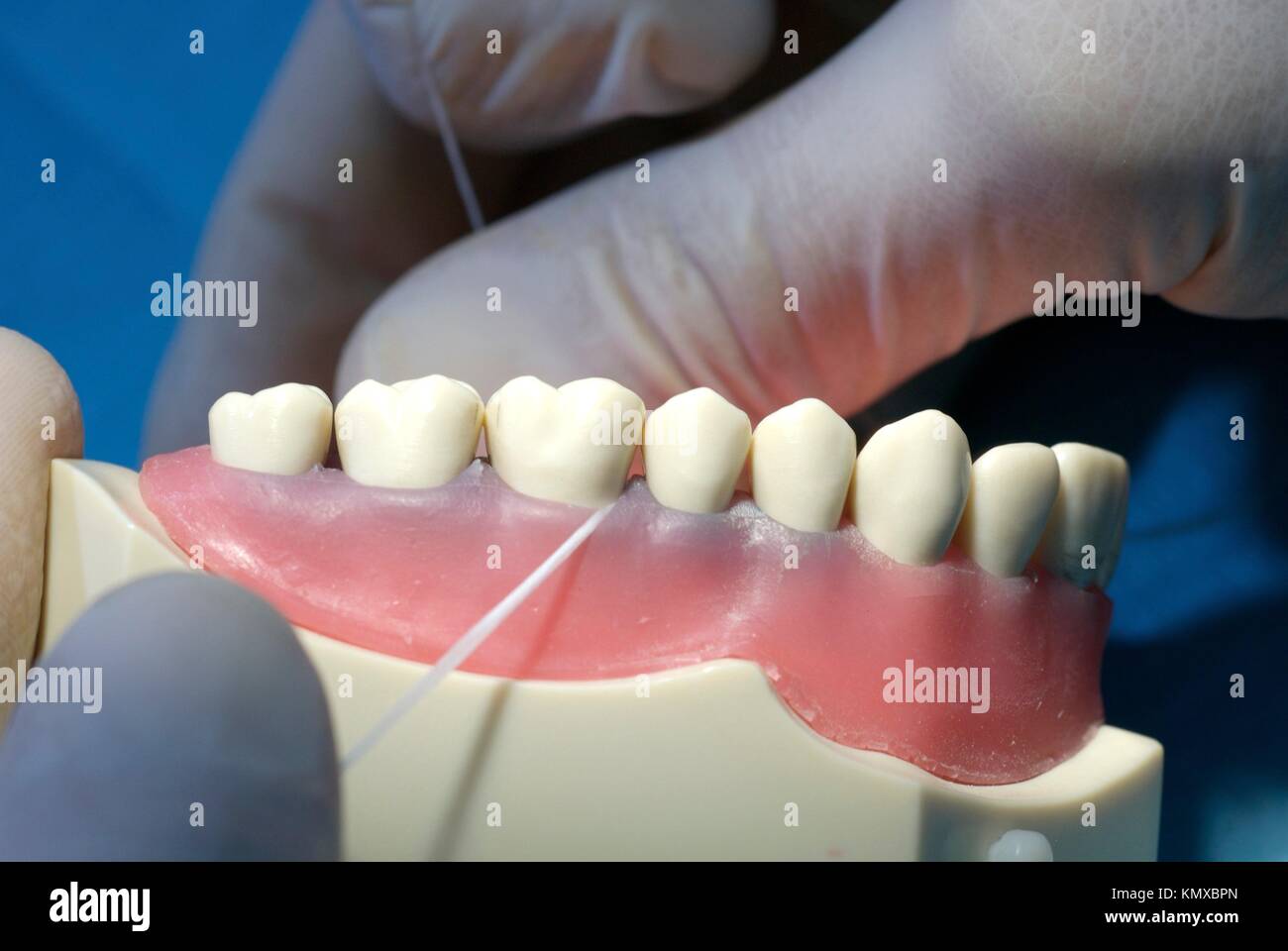 showing how to use floss on a model Stock Photo - Alamy