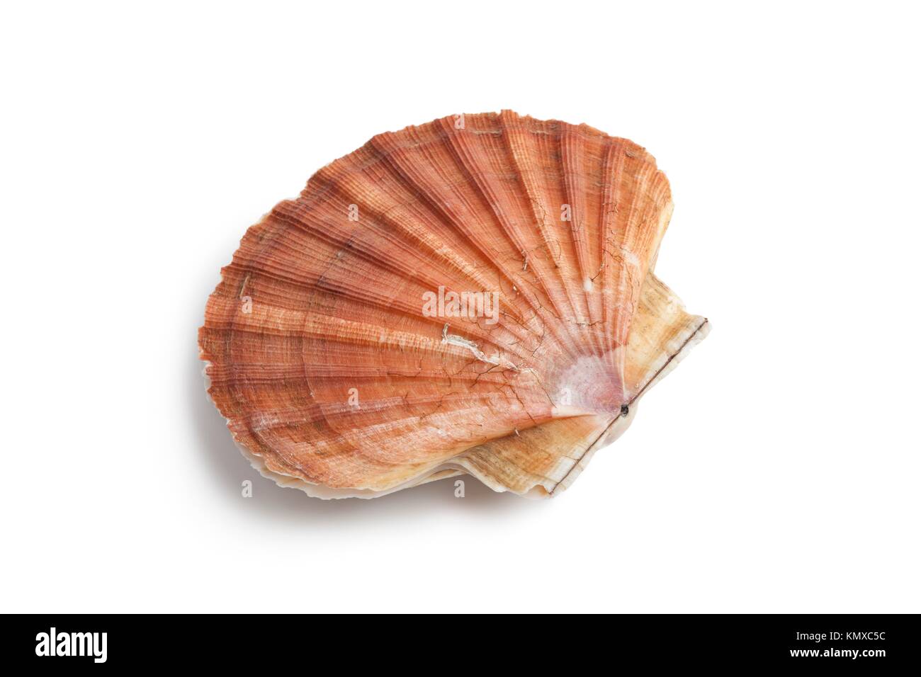 Closed scallop shell hi-res stock photography and images - Alamy
