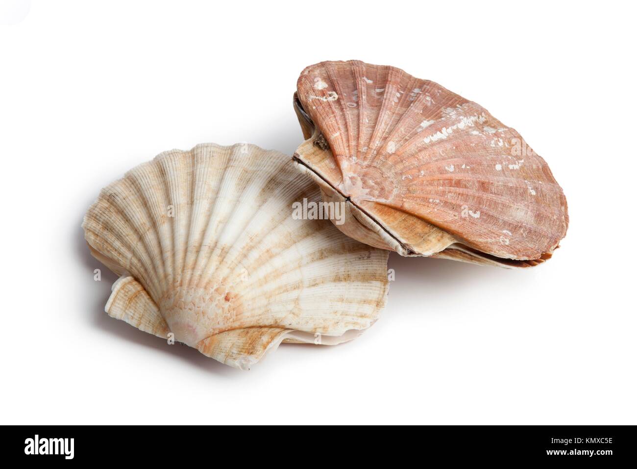 Closed scallop shell hi-res stock photography and images - Alamy