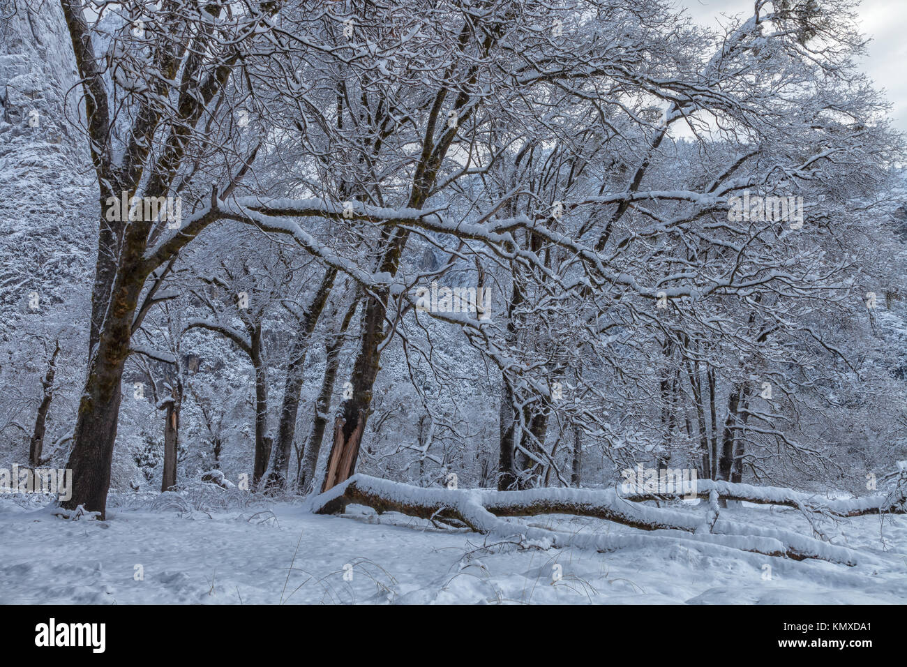 Oak tree in snow storm hi-res stock photography and images - Alamy
