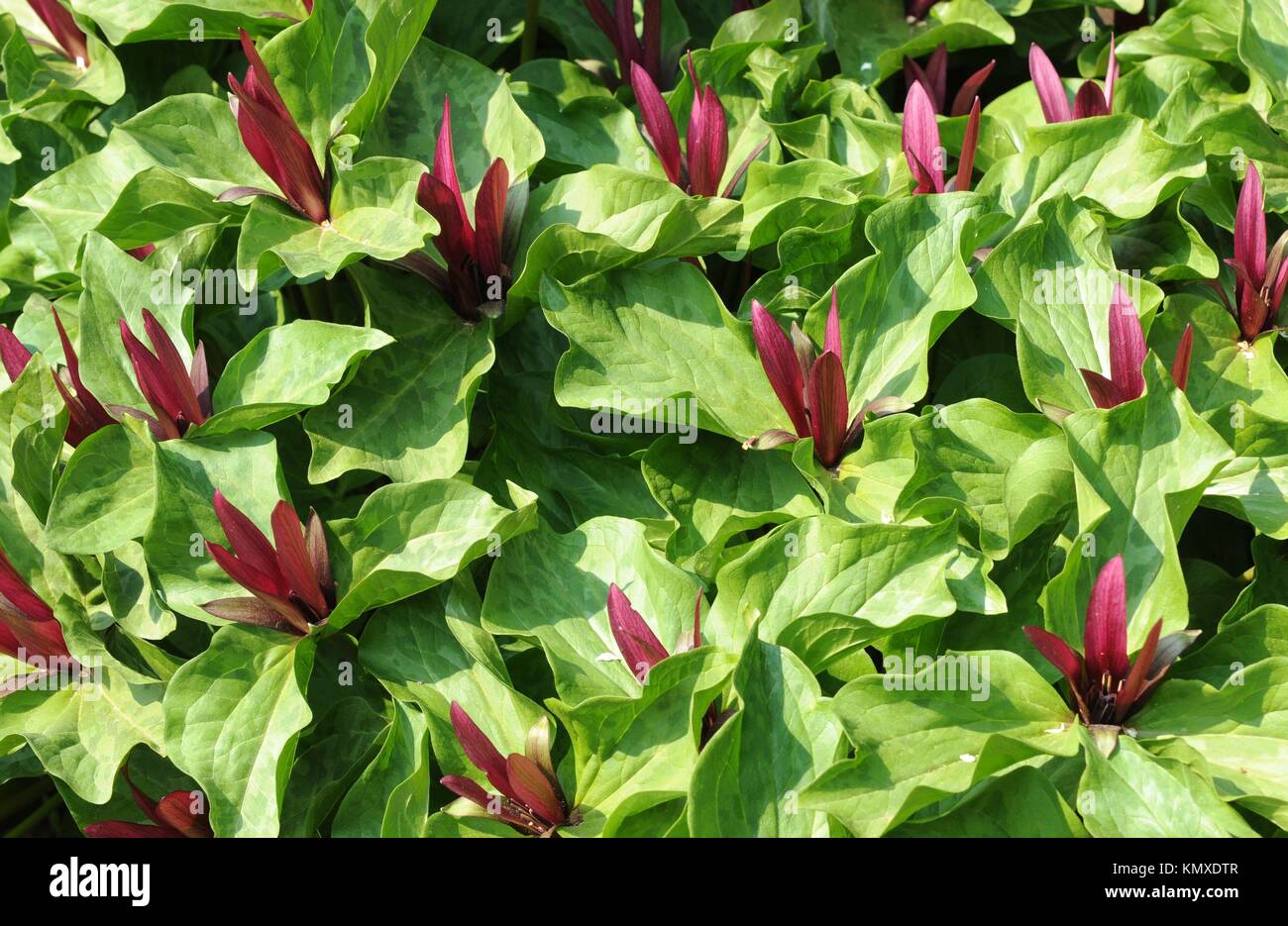 Birthroot High Resolution Stock Photography and Images - Alamy