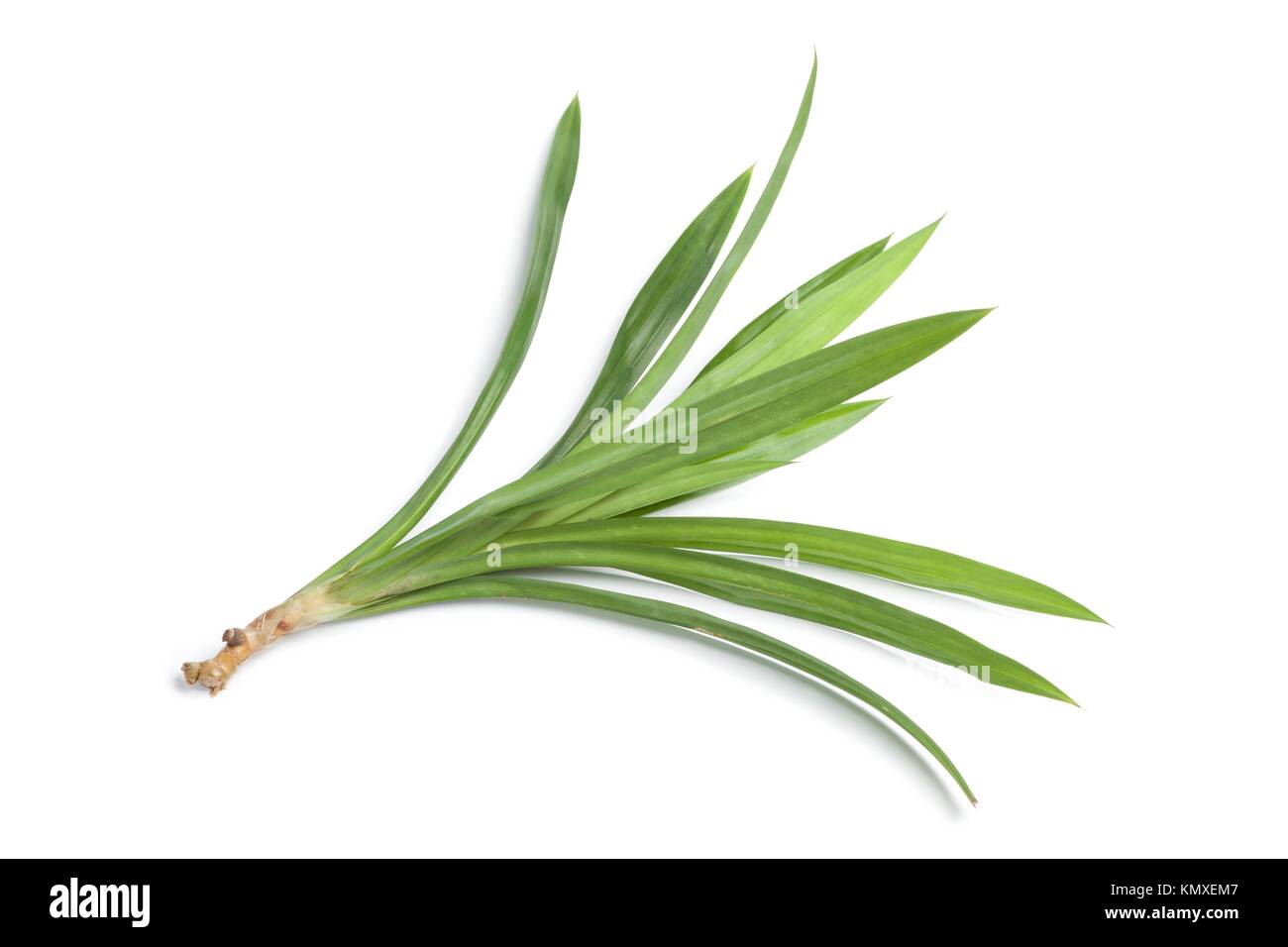 White pandanus Cut Out Stock Images & Pictures - Alamy