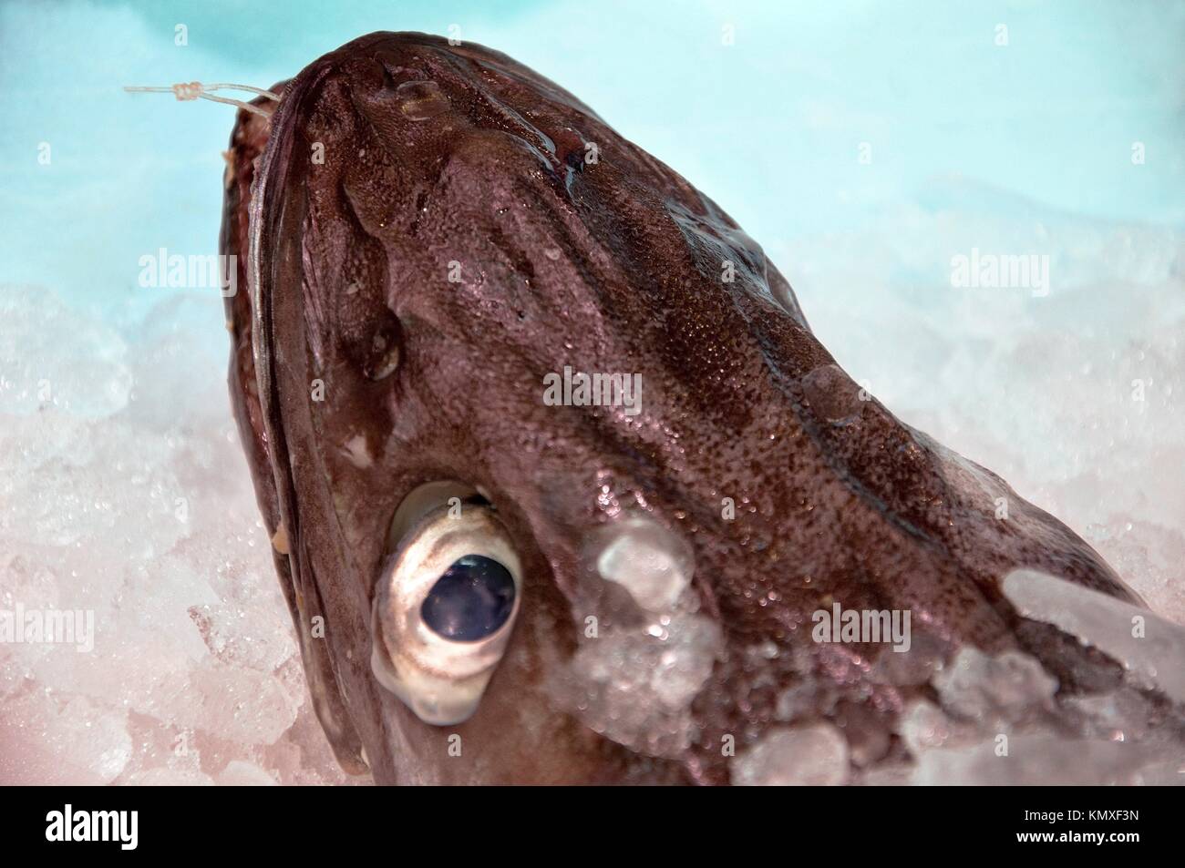 Hake head hi-res stock photography and images - Alamy