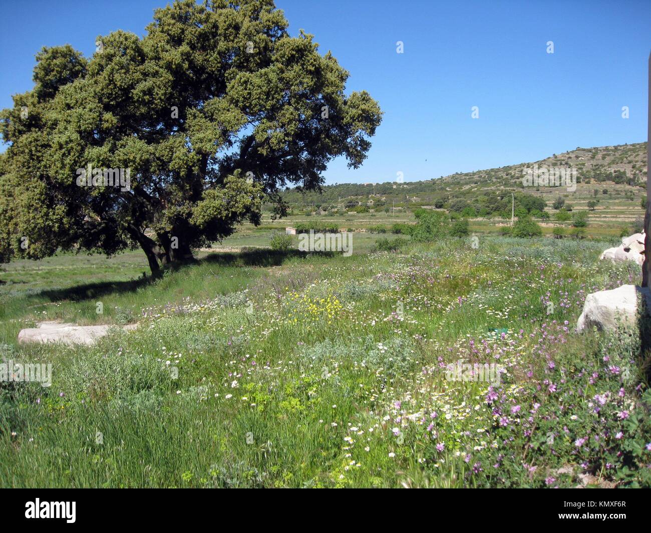 Mora Tree High Resolution Stock Photography and Images - Alamy