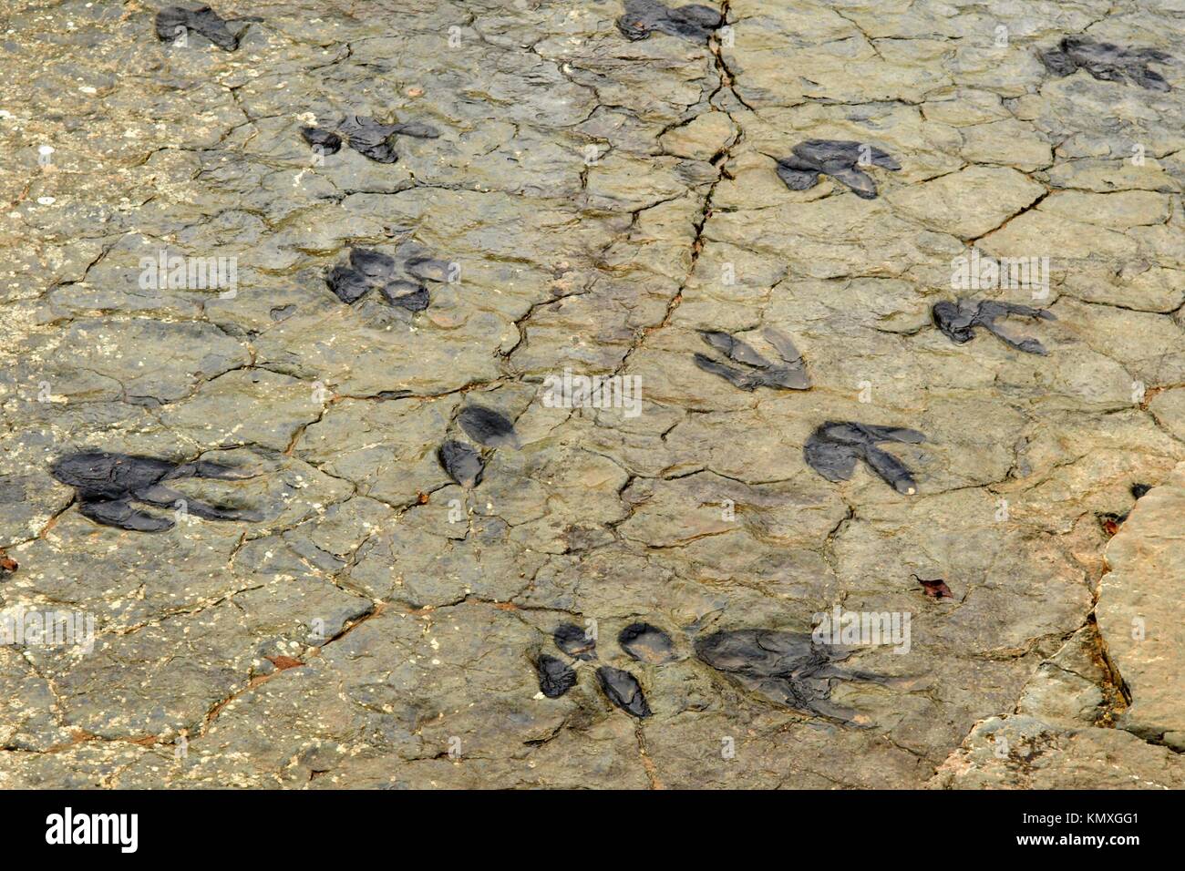 Dinosaur Track High Resolution Stock Photography and Images - Alamy