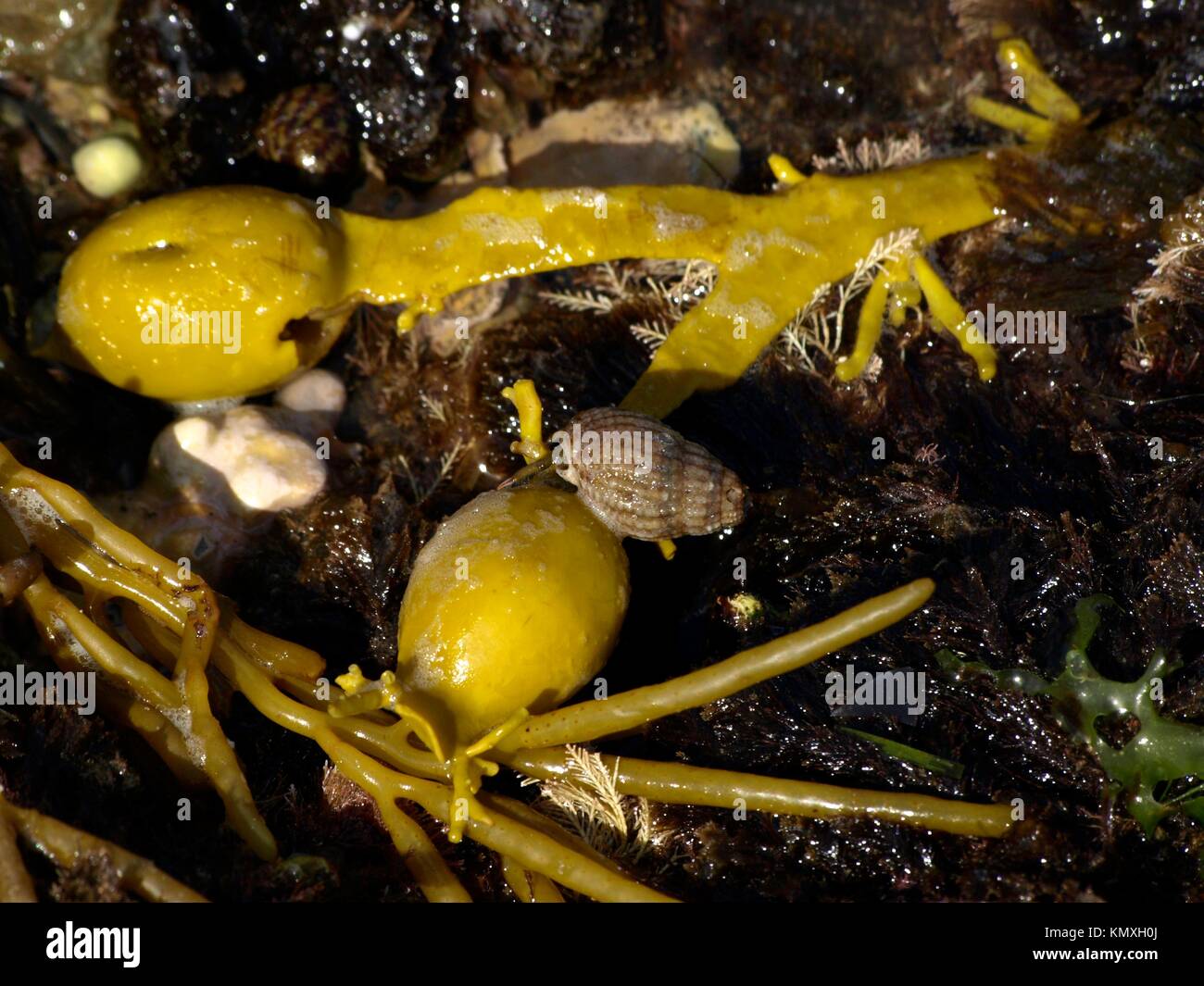 Algae ocean floating hi-res stock photography and images - Alamy