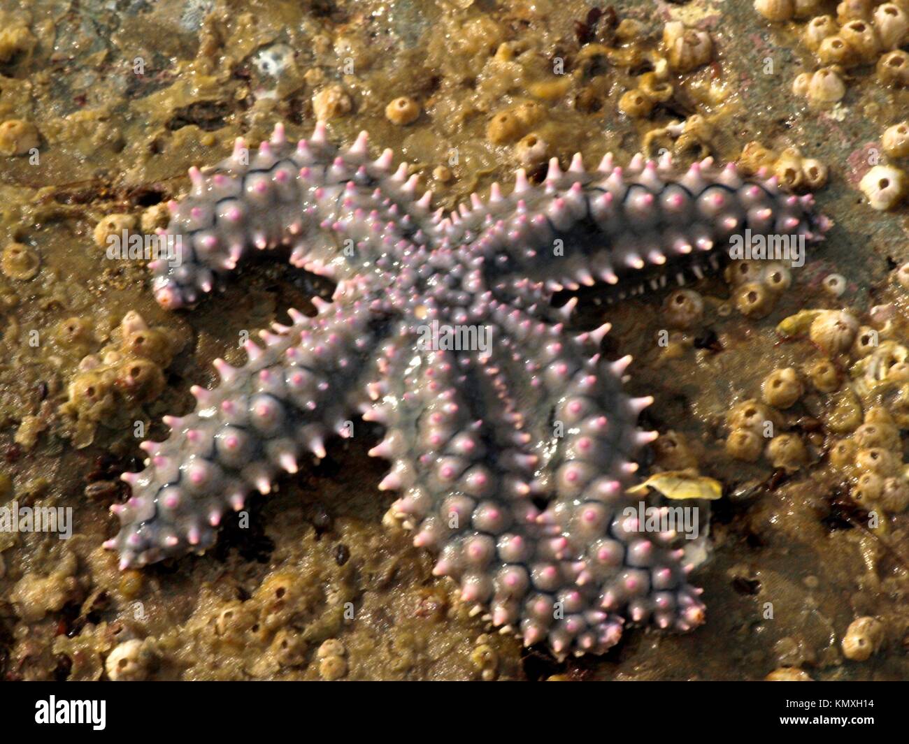 Starfish on a rock underwater hi-res stock photography and images - Alamy