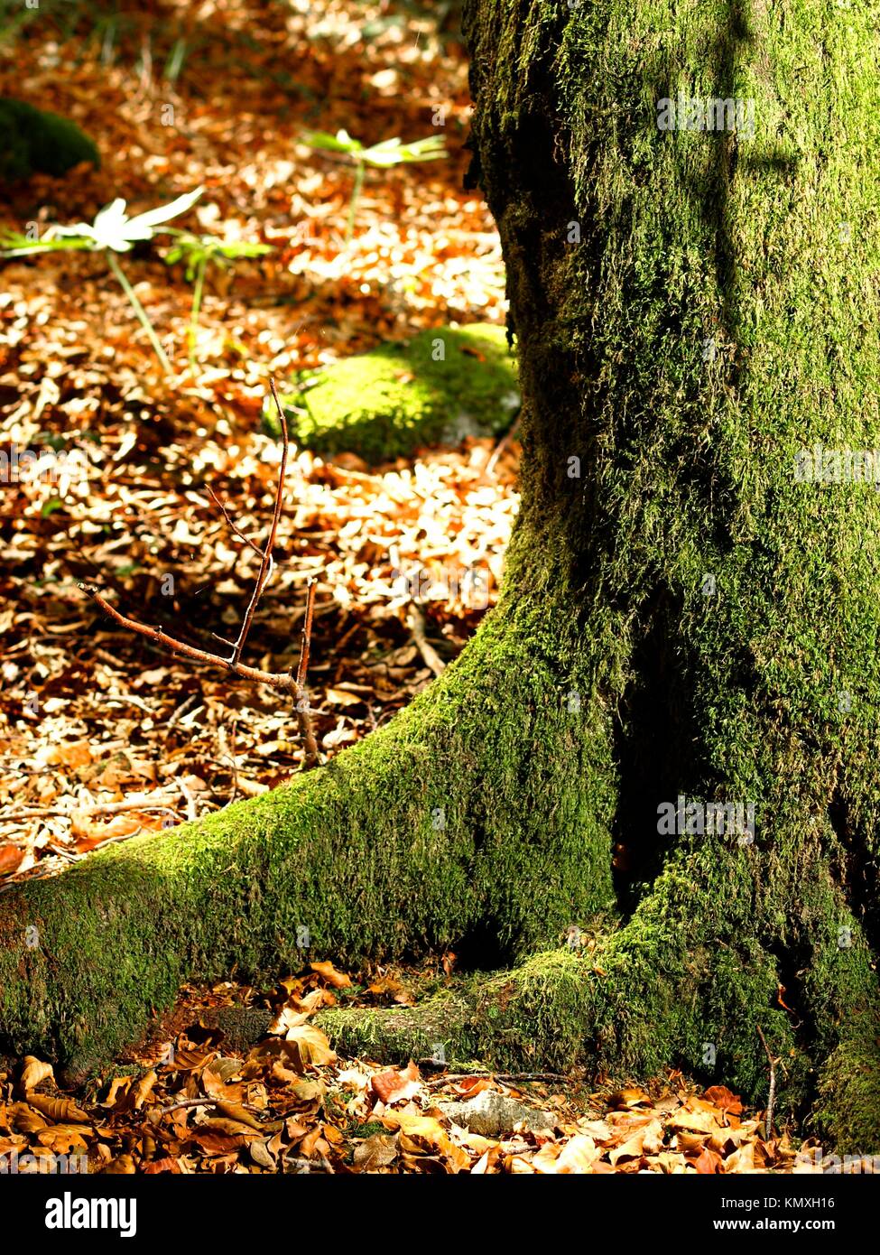 Trunk beech hi-res stock photography and images - Alamy