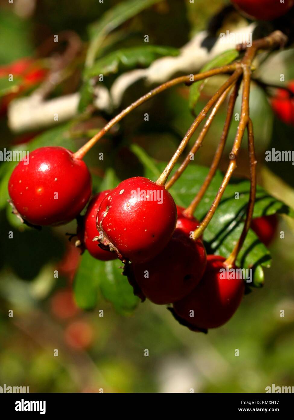 Fruits of the wild rose hi-res stock photography and images - Alamy