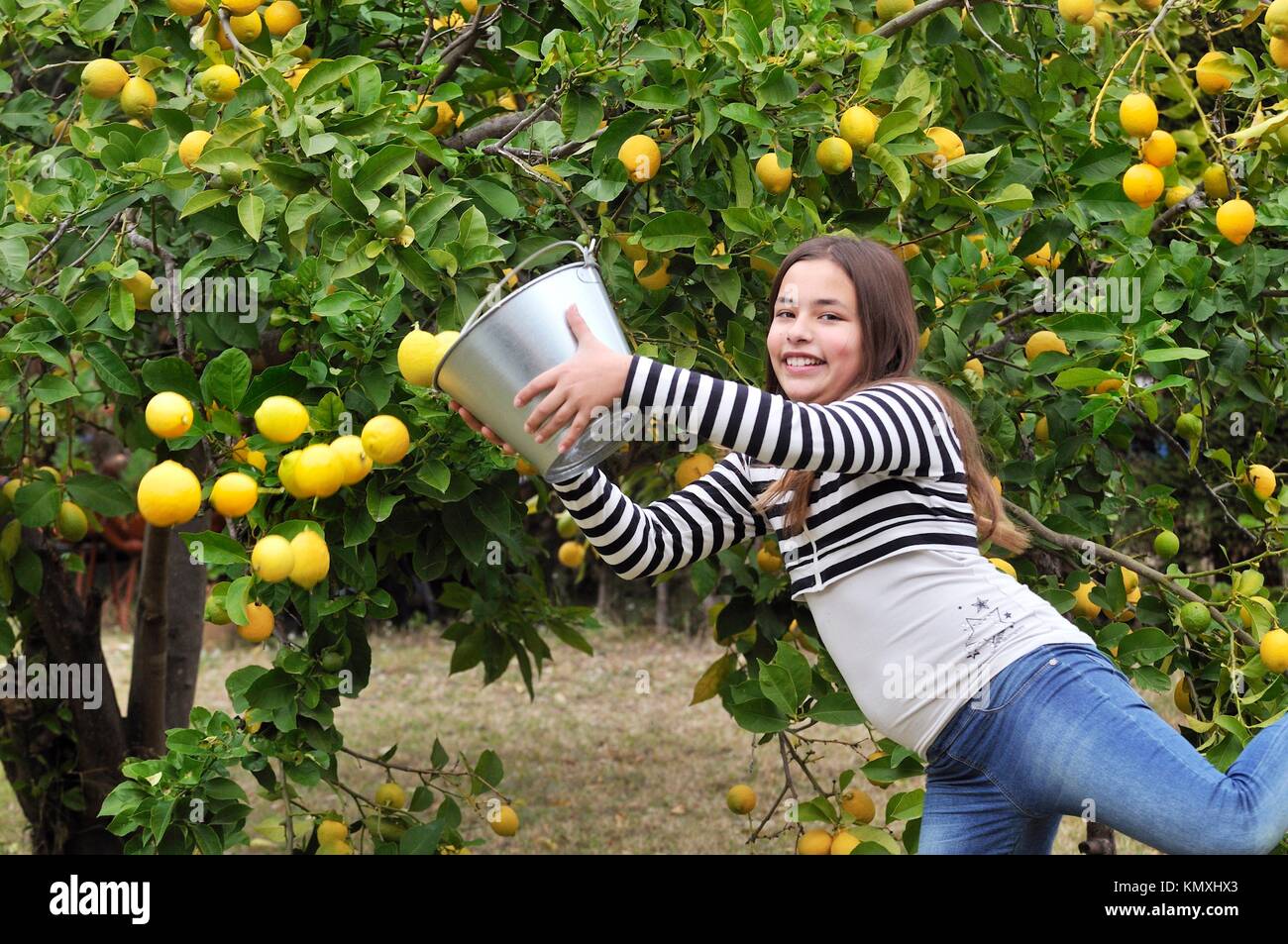 Lemon plant bucket hi-res stock photography and images - Alamy
