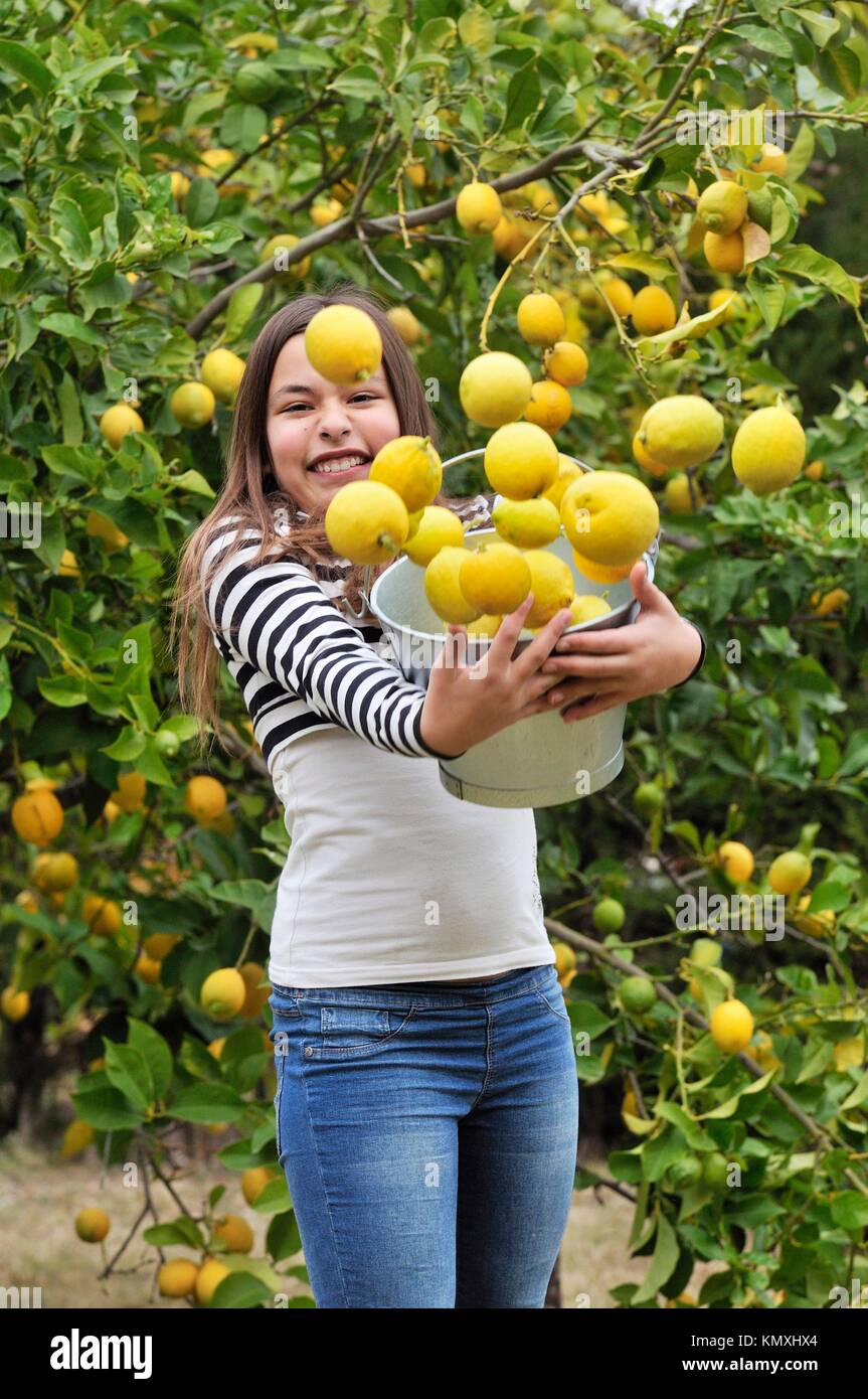 Lemon plant bucket hi-res stock photography and images - Alamy