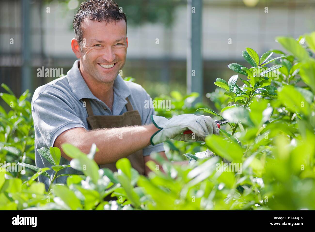Smiling gardener in a greenhouse Stock Photo - Alamy