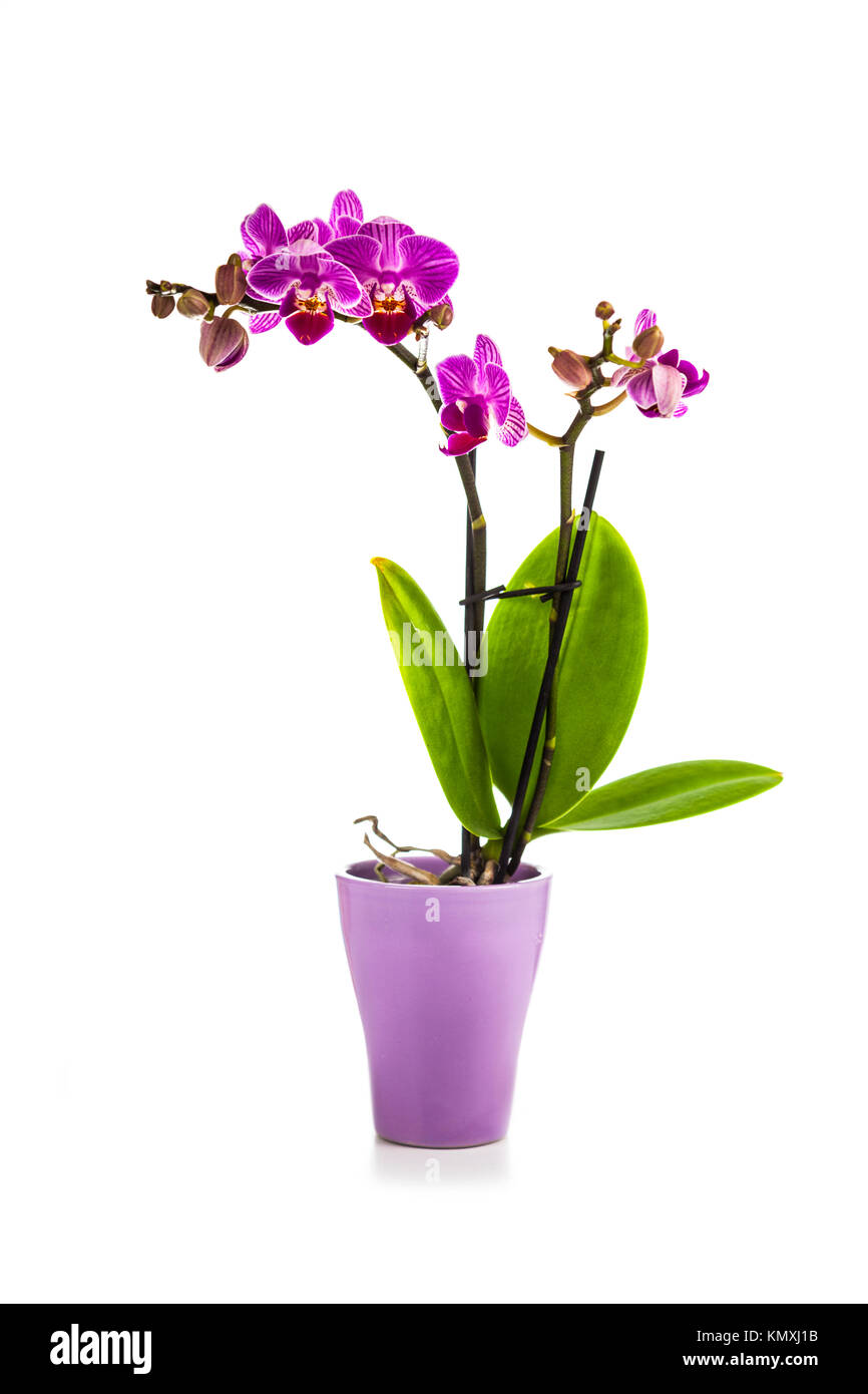 Orchid in pot isolated on a white background. Beautiful indoor flowers ...