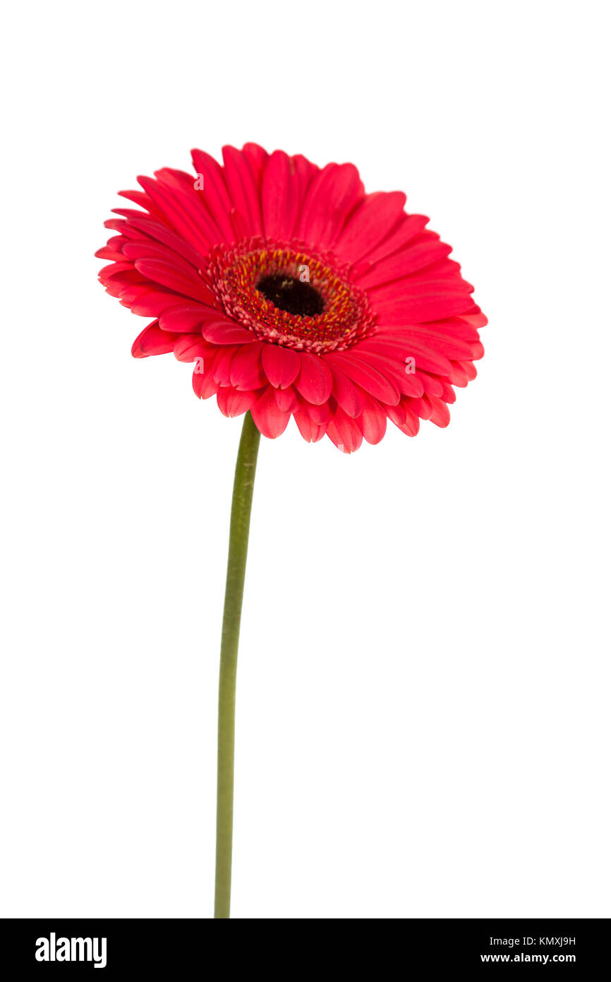 Pink gerbera isolated on a white background Stock Photo - Alamy