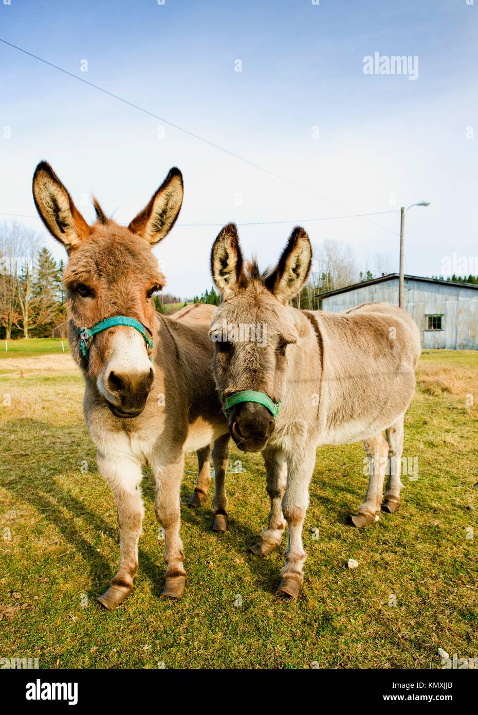 donkeys, Vermont, USA Stock Photo - Alamy