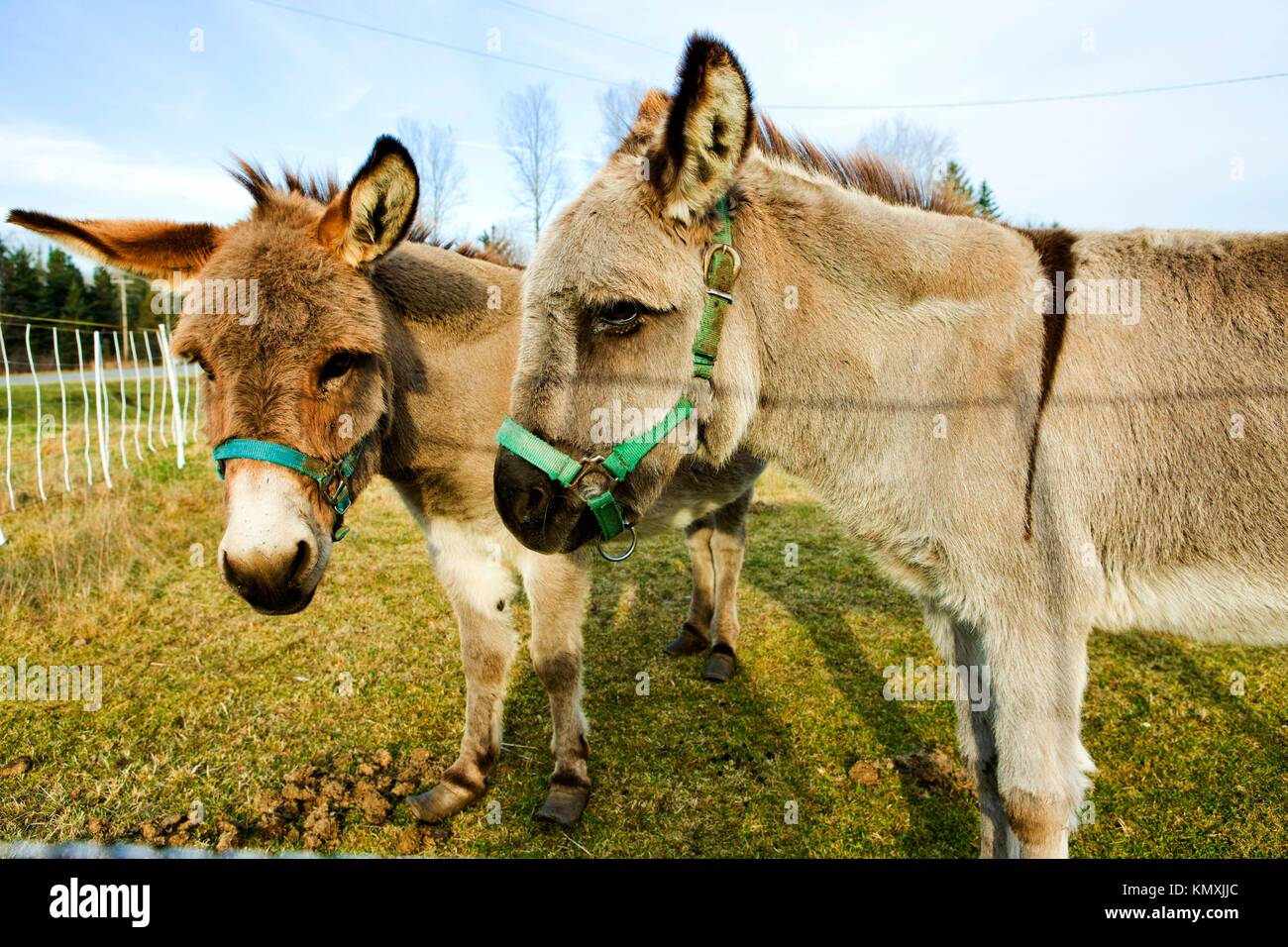 Vermont Fauna High Resolution Stock Photography and Images - Alamy