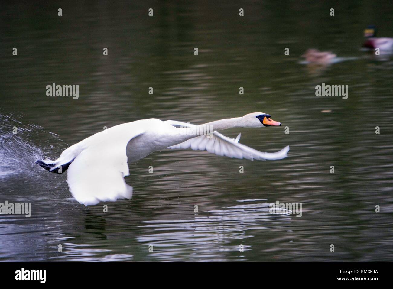 Flying swan hi-res stock photography and images - Alamy