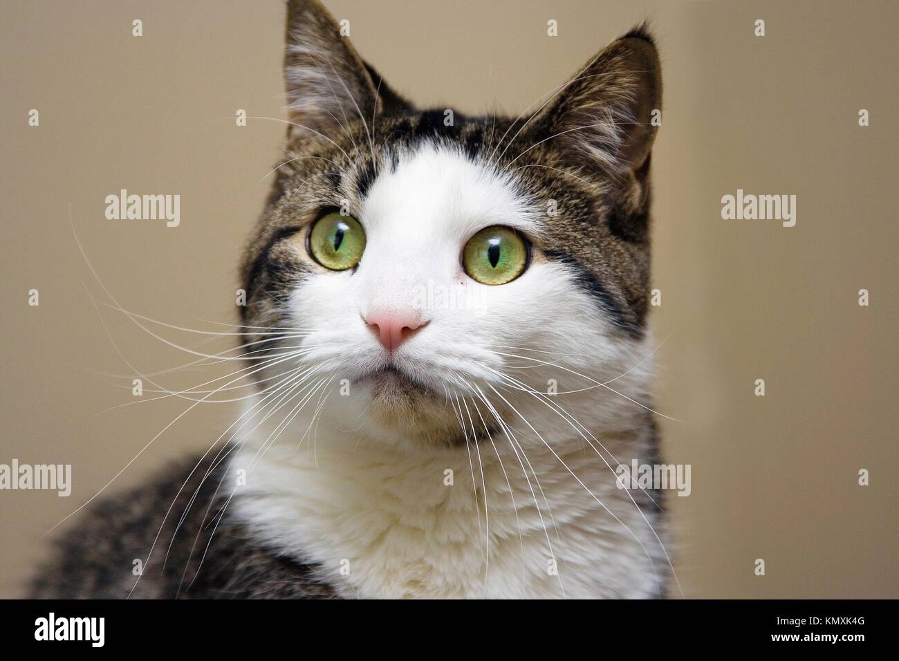 White Patched Cat High Resolution Stock Photography and Images - Alamy