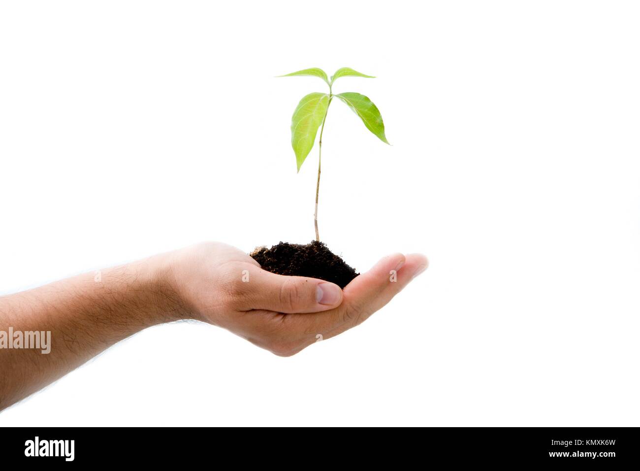 New born leaf hi-res stock photography and images - Alamy