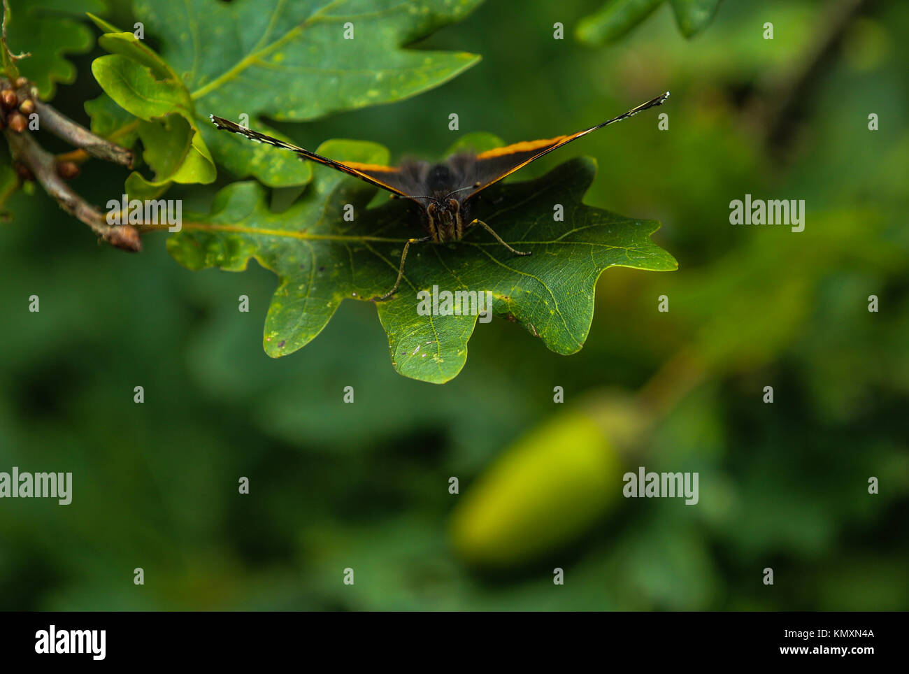 Butterfly on Oak Tree Stock Photo - Alamy