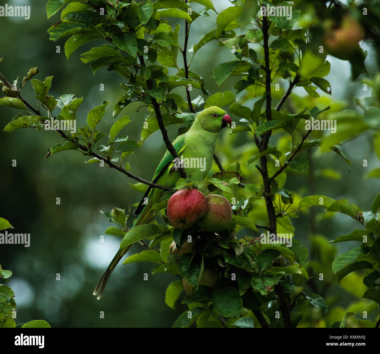 Ring-Necked Parakeet, invading London Stock Photo - Alamy