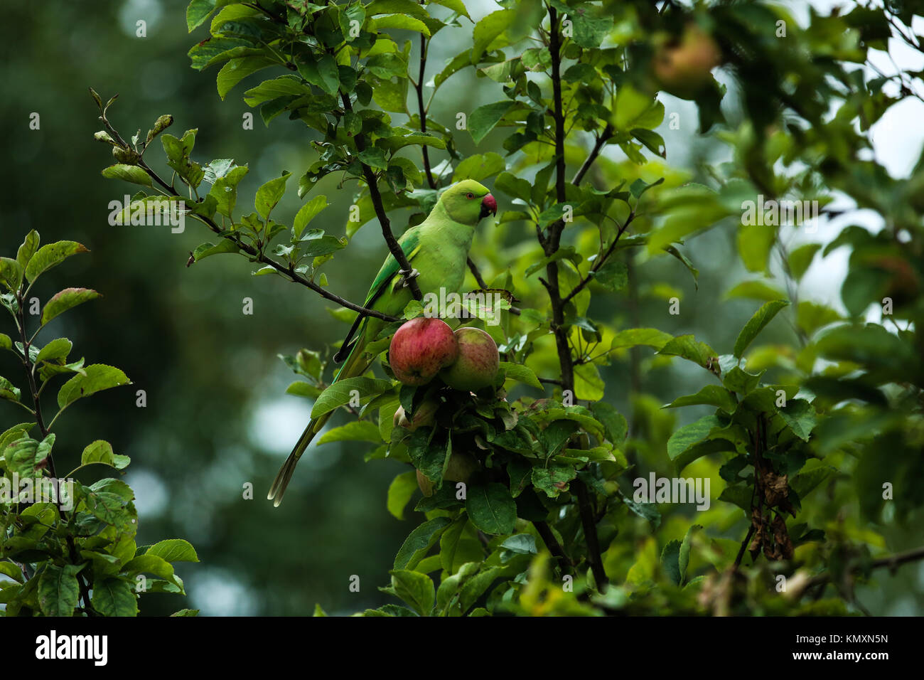 Ring-Necked Parakeet, invading London Stock Photo - Alamy