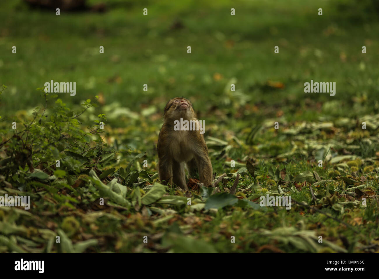 Monkey on the floor hi-res stock photography and images - Alamy