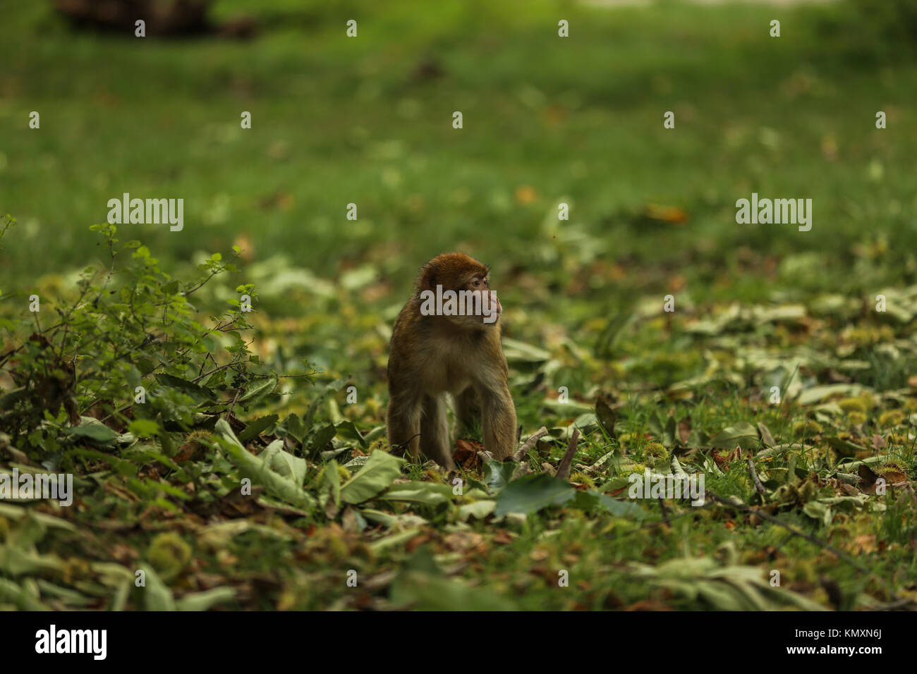 Monkey on the floor hi-res stock photography and images - Alamy