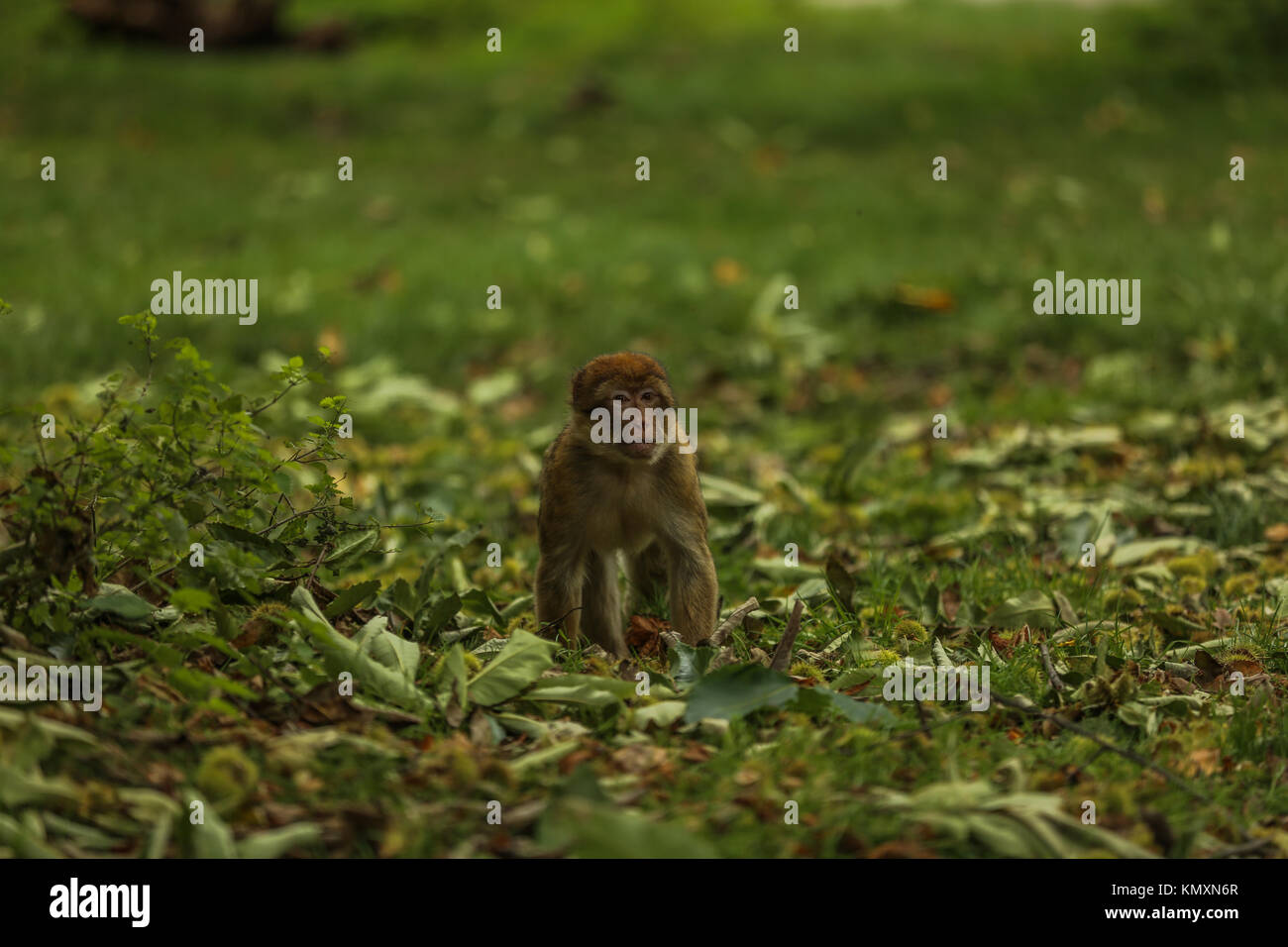 Monkey on the floor hi-res stock photography and images - Alamy