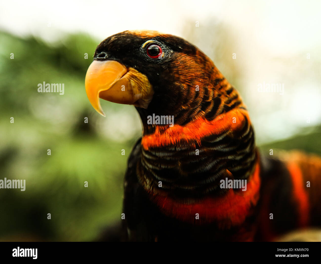 Close up portrait dusky hi-res stock photography and images - Alamy