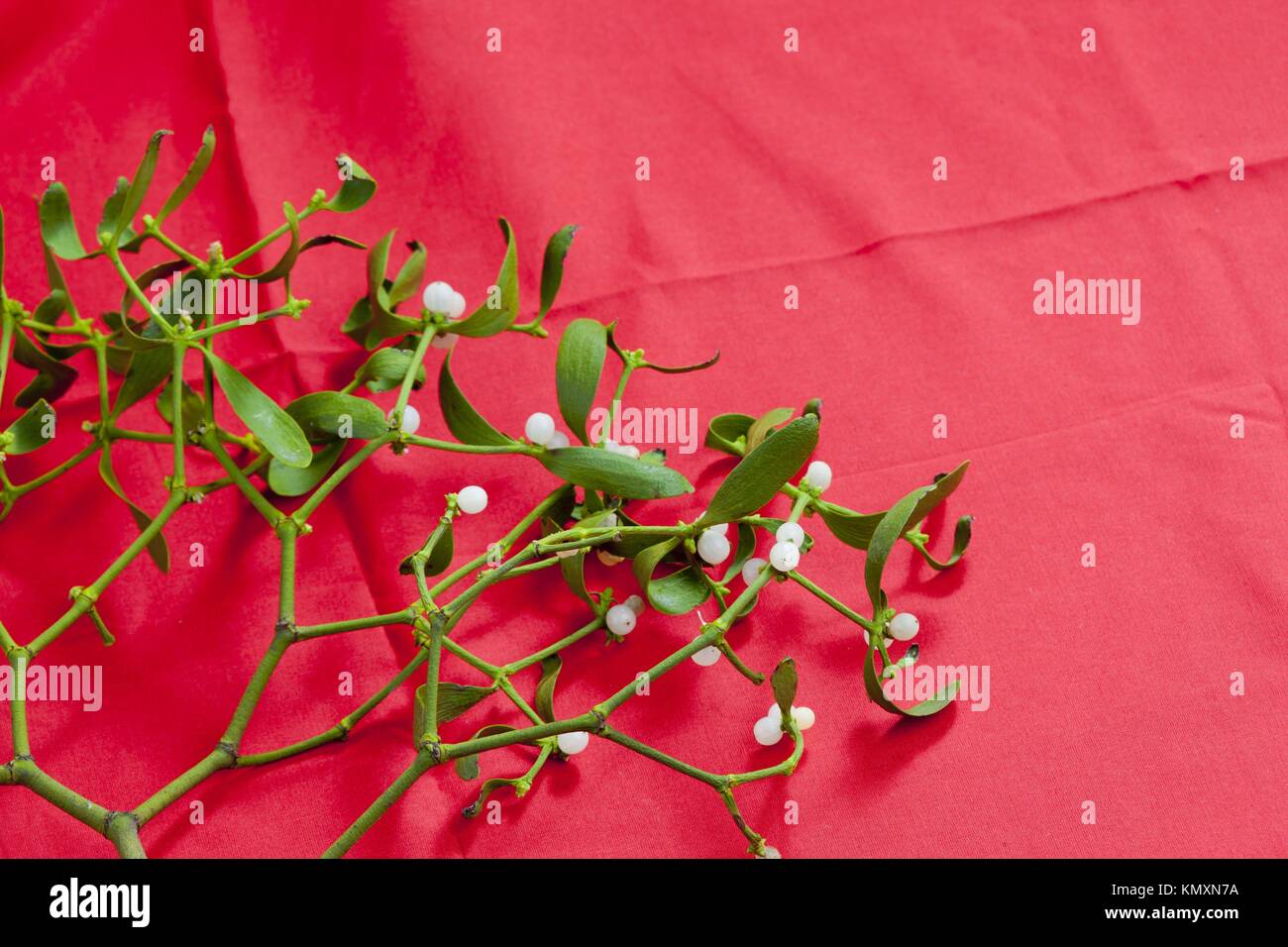 Christmas mistletoe hi-res stock photography and images - Alamy