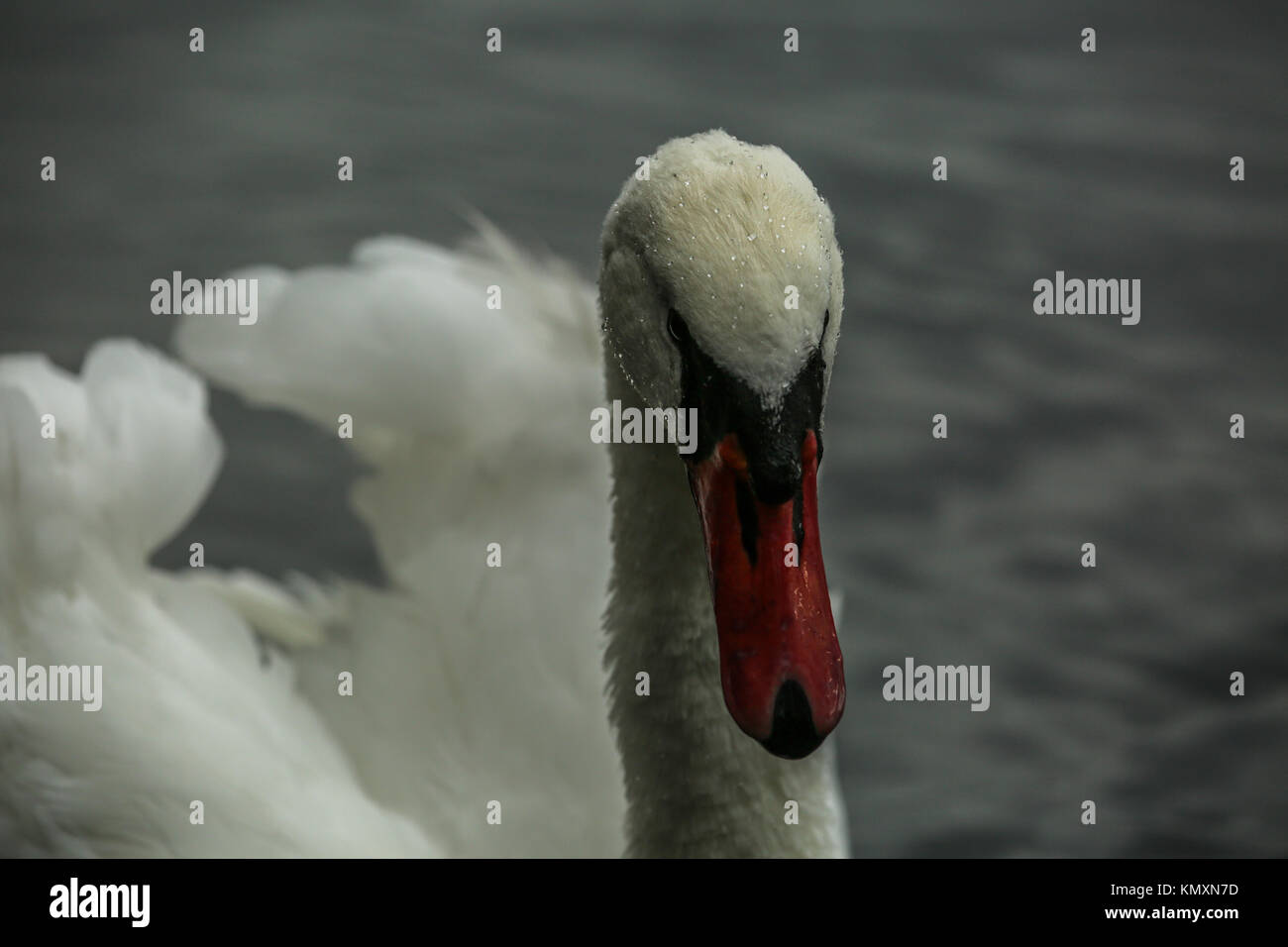 Portrait swan face hi-res stock photography and images - Alamy