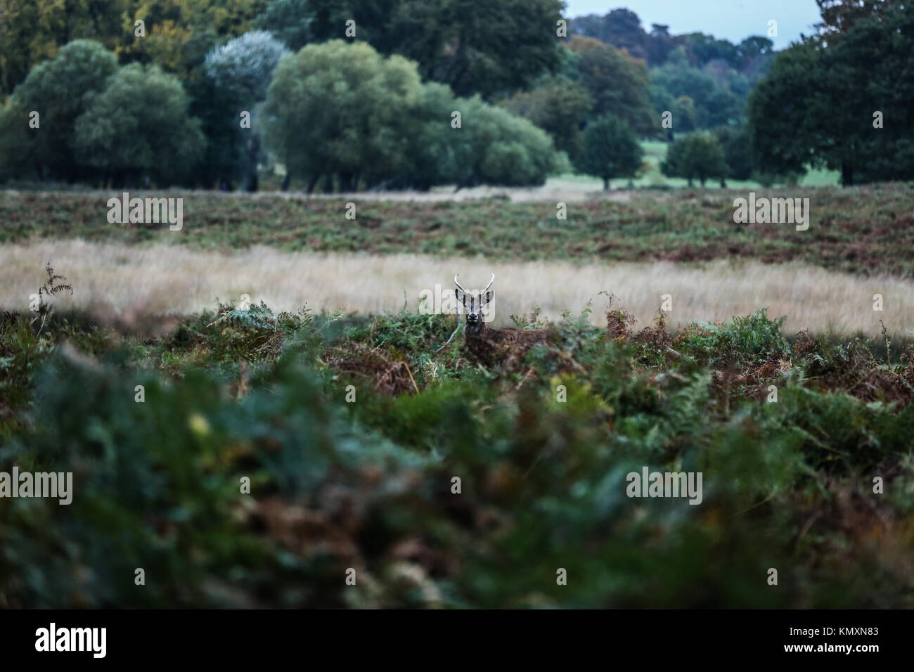 Female Roe Deer Stock Photo - Alamy