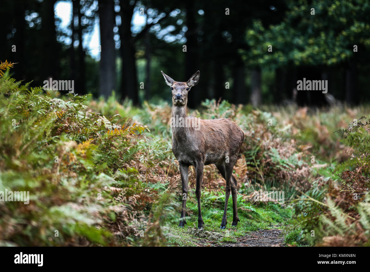 Richmond Park - The Rut Stock Photo - Alamy