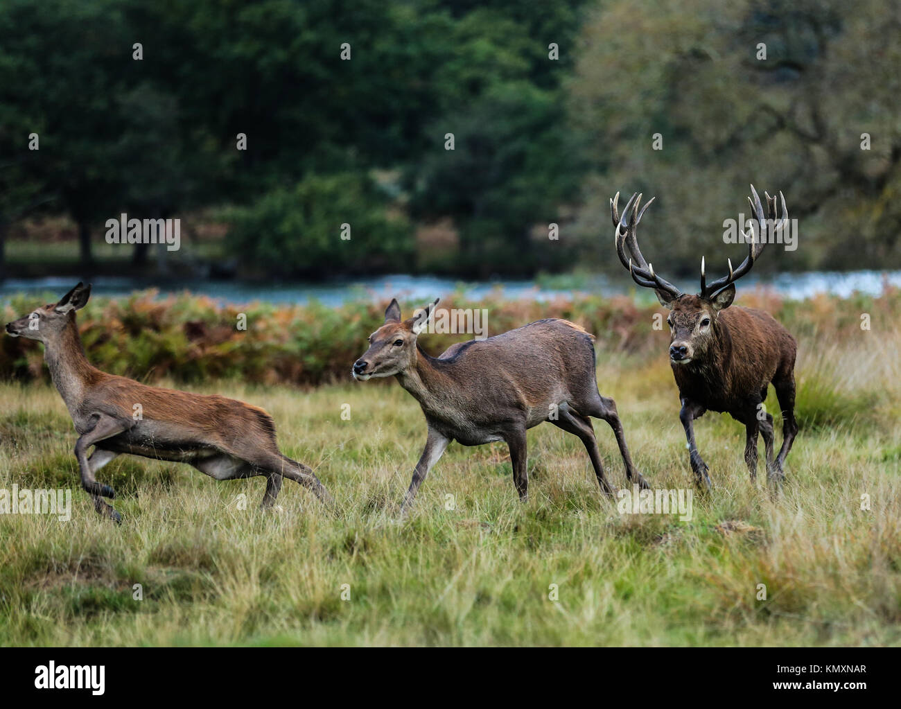 Chase woods hi-res stock photography and images - Alamy