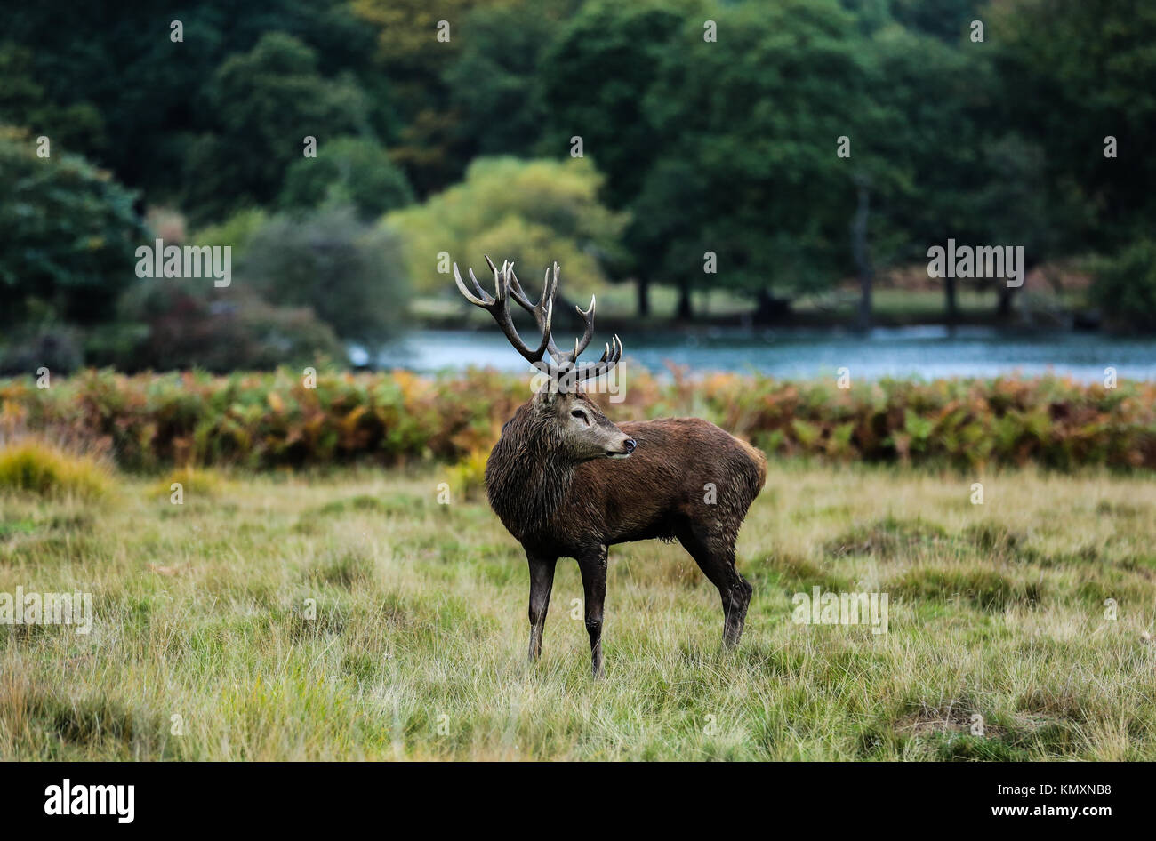 Stag side view hi-res stock photography and images - Alamy