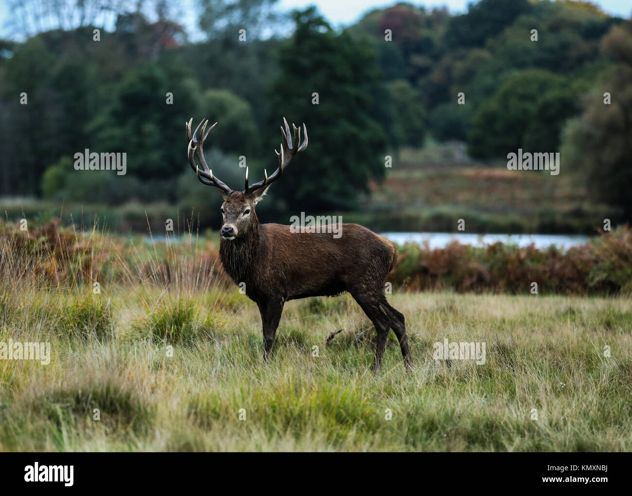 Stag side view hi-res stock photography and images - Alamy