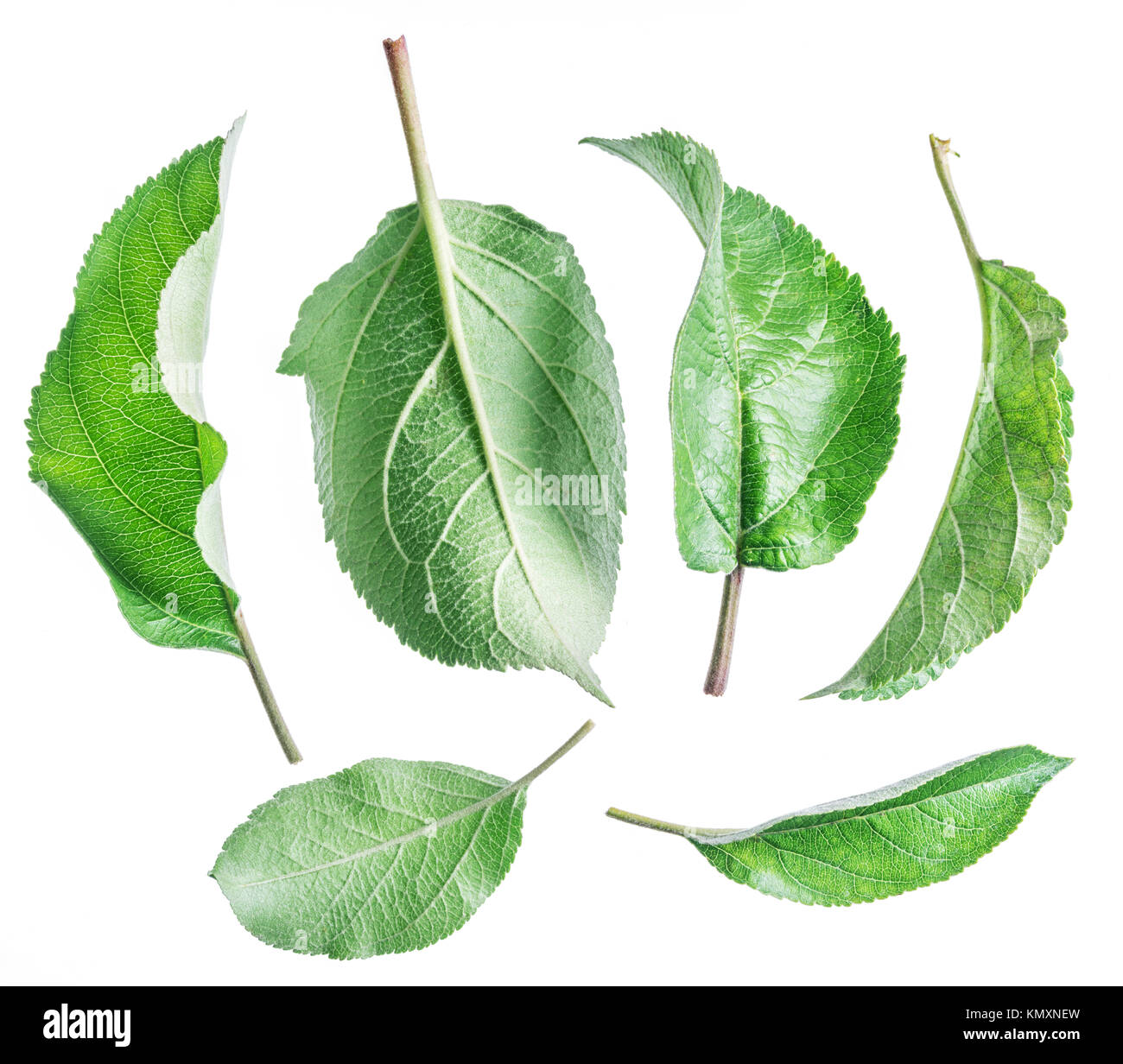 Apple leaves hi-res stock photography and images - Alamy