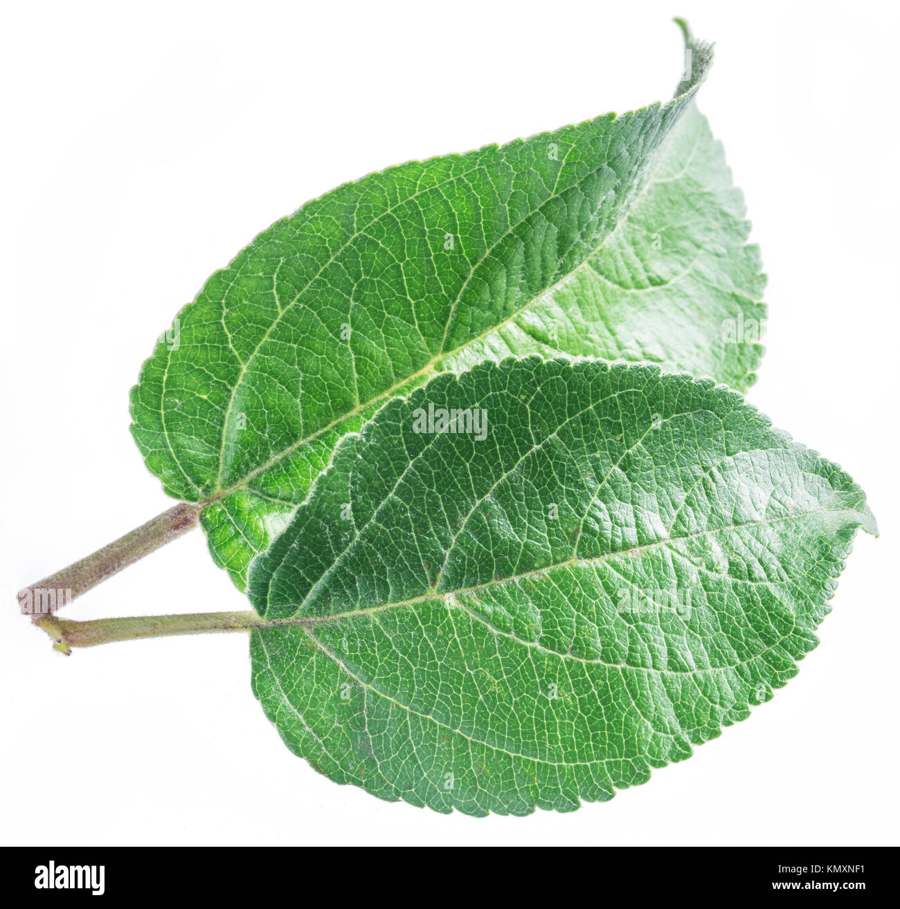 Green apple leaves on the white background Stock Photo - Alamy