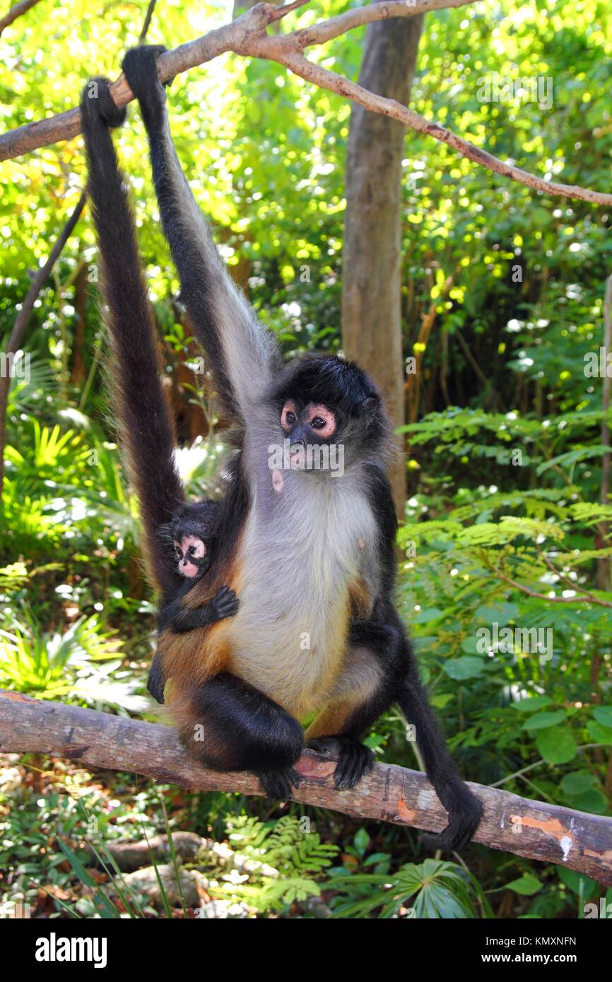 Ateles geoffroyi panamensis hi-res stock photography and images - Alamy